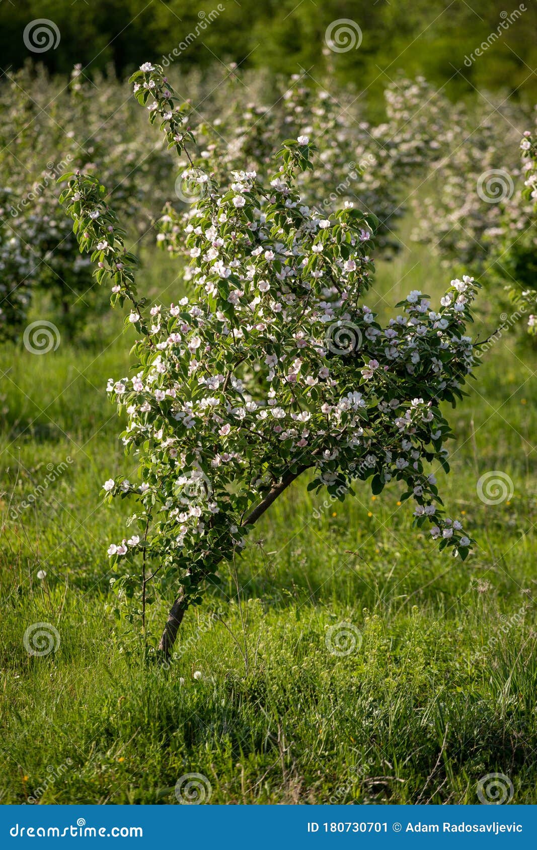 Quince Tree Flowering in Spring Stock Image - Image of plantation ...