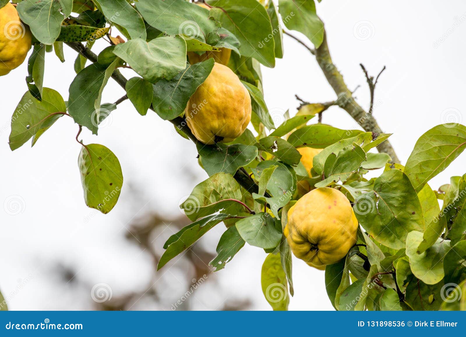 The Quince the Forgotten Fruit Variety Stock Photo - Image of variety ...