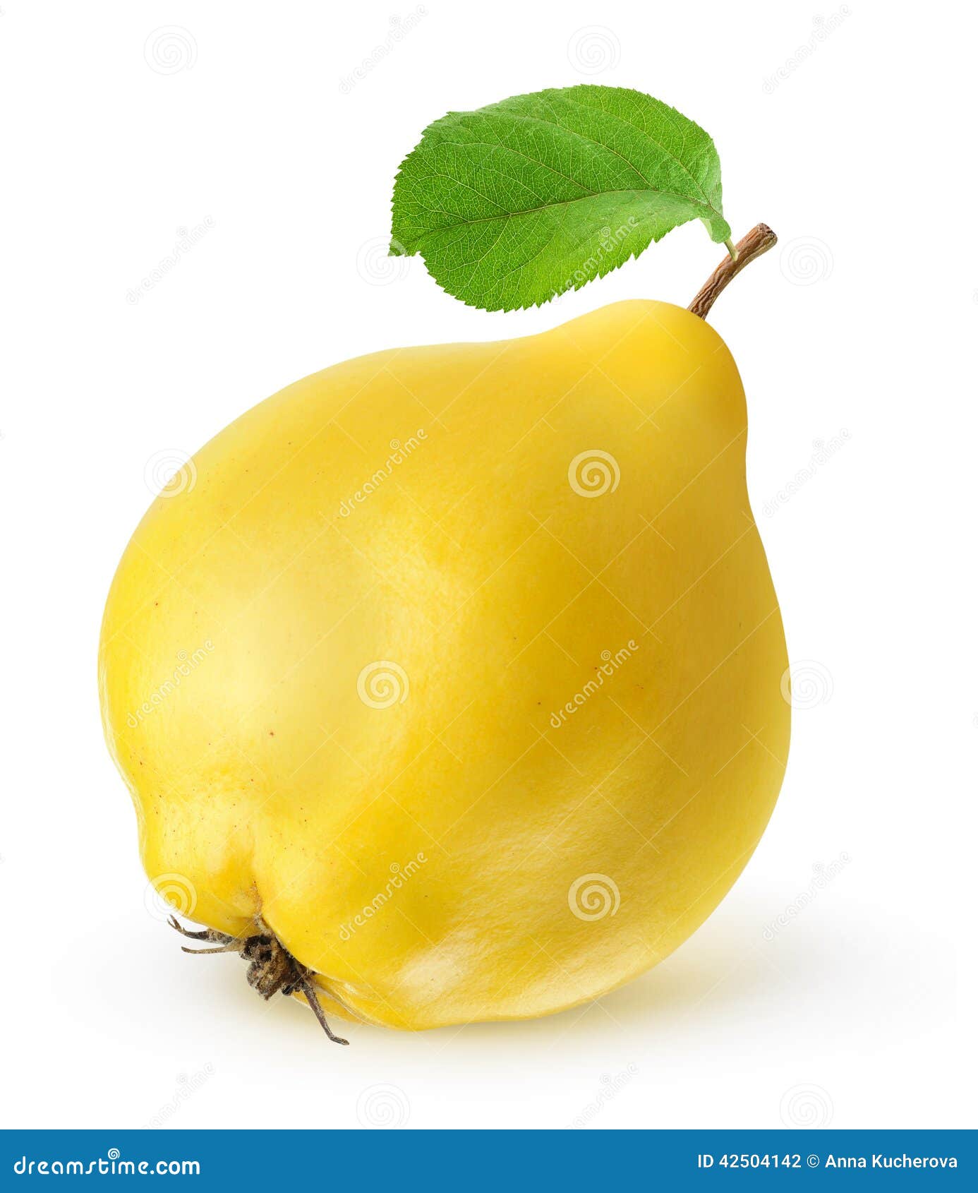 Quince stock photo. Image of exotic, fruit, green, ripe - 42504142