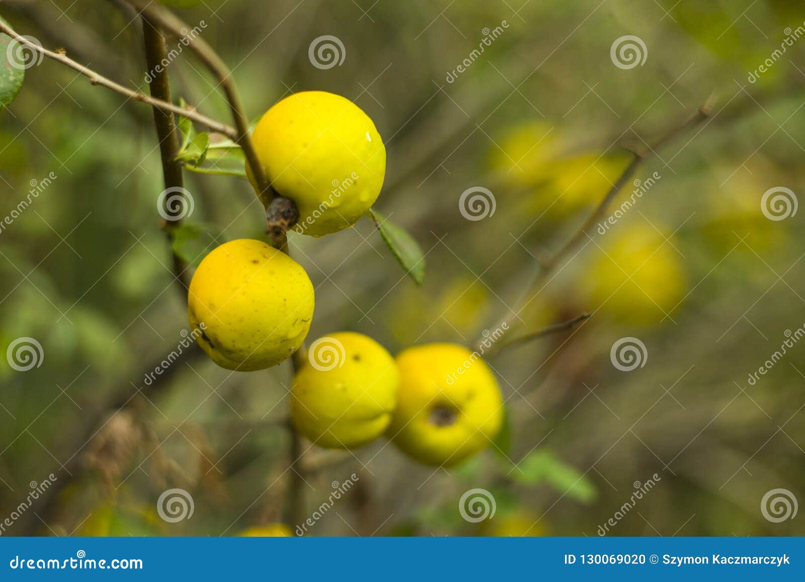 Quince Fruit on the Mole. Shrub with Yellow Quince Fruits. Stock Photo ...