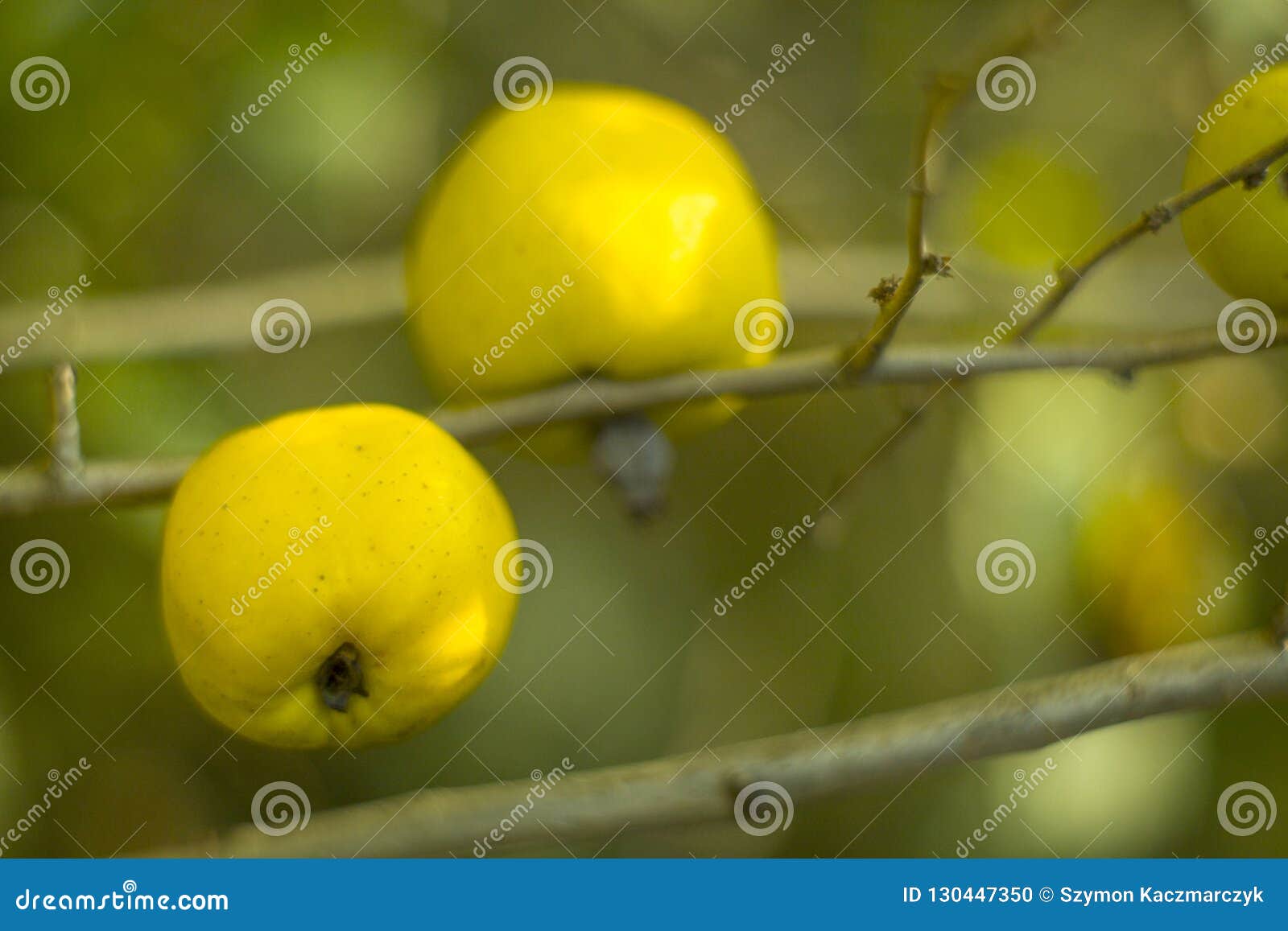Quince Fruit on the Mole. Quince on a Twig. Stock Photo - Image of twig ...
