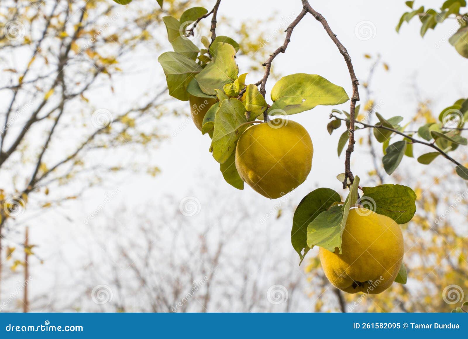 Quince Fruit on the Tree, Autumn and Fall Stock Image - Image of ...