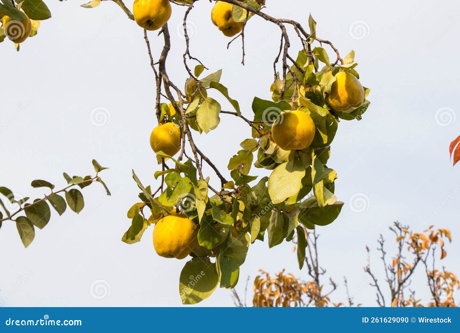 Quince Fruit on the Tree, Autumn and Fall Stock Photo - Image of growth ...