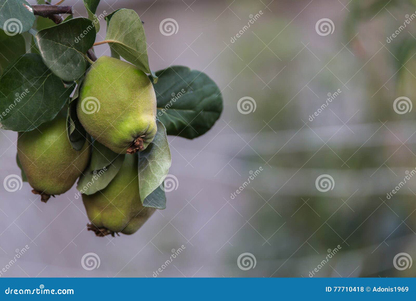 Quince fruit on tree stock photo. Image of fresh, ripe - 77710418