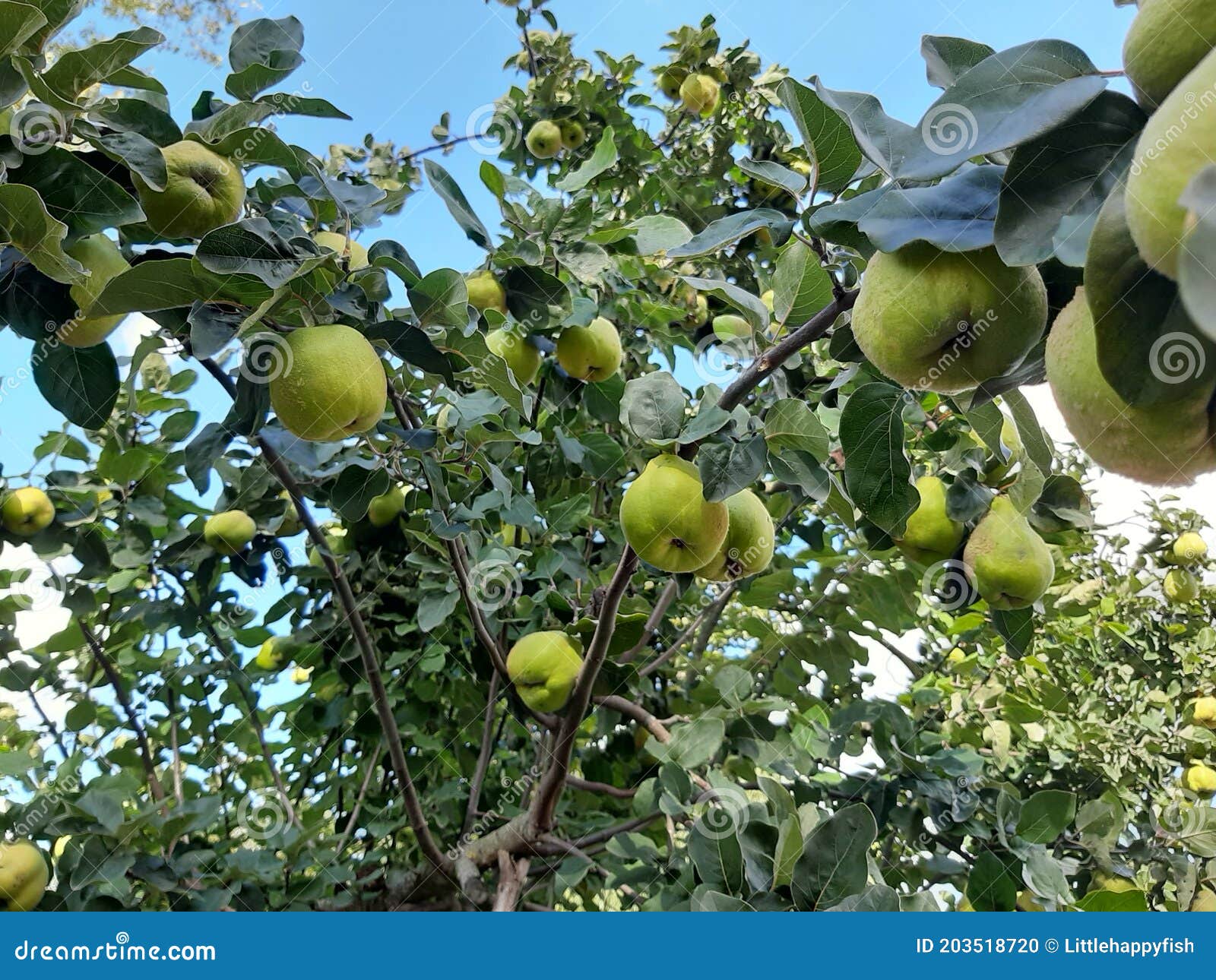 Quince fruits on tree stock photo. Image of orchard - 203518720
