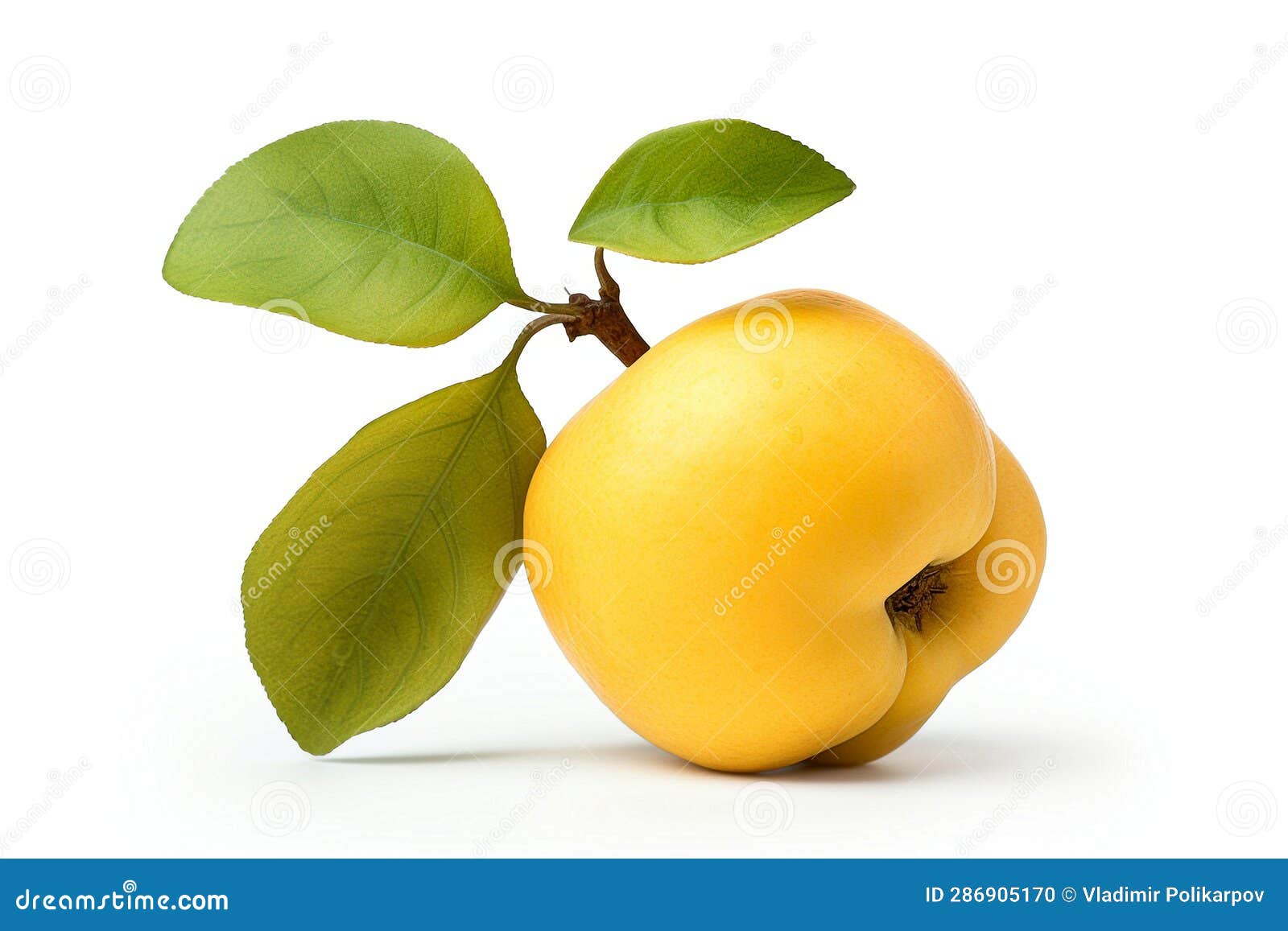 Quince Isolated on White Background Stock Illustration - Illustration ...