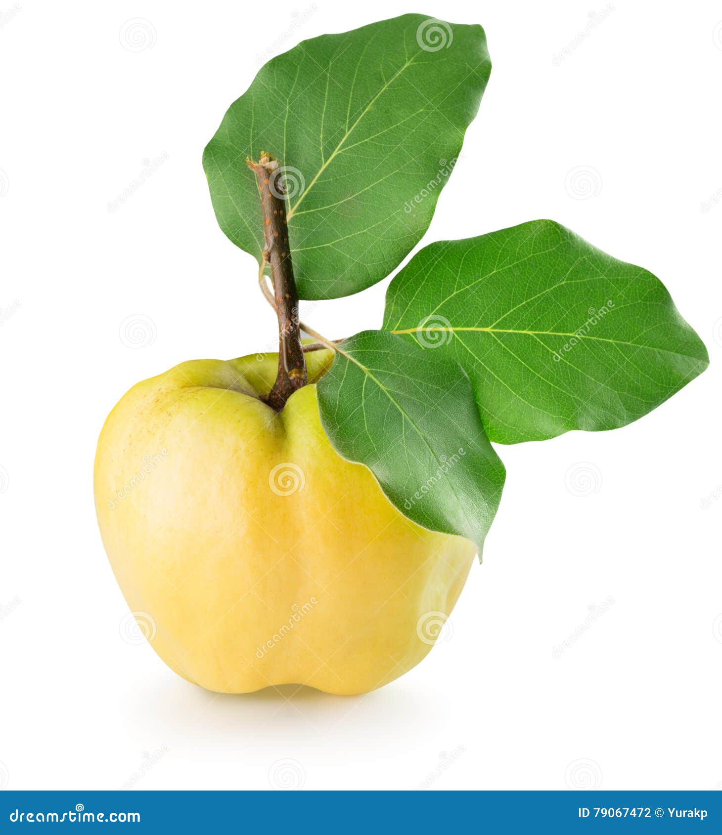 Quince Isolated on the White Background Stock Photo - Image of green ...