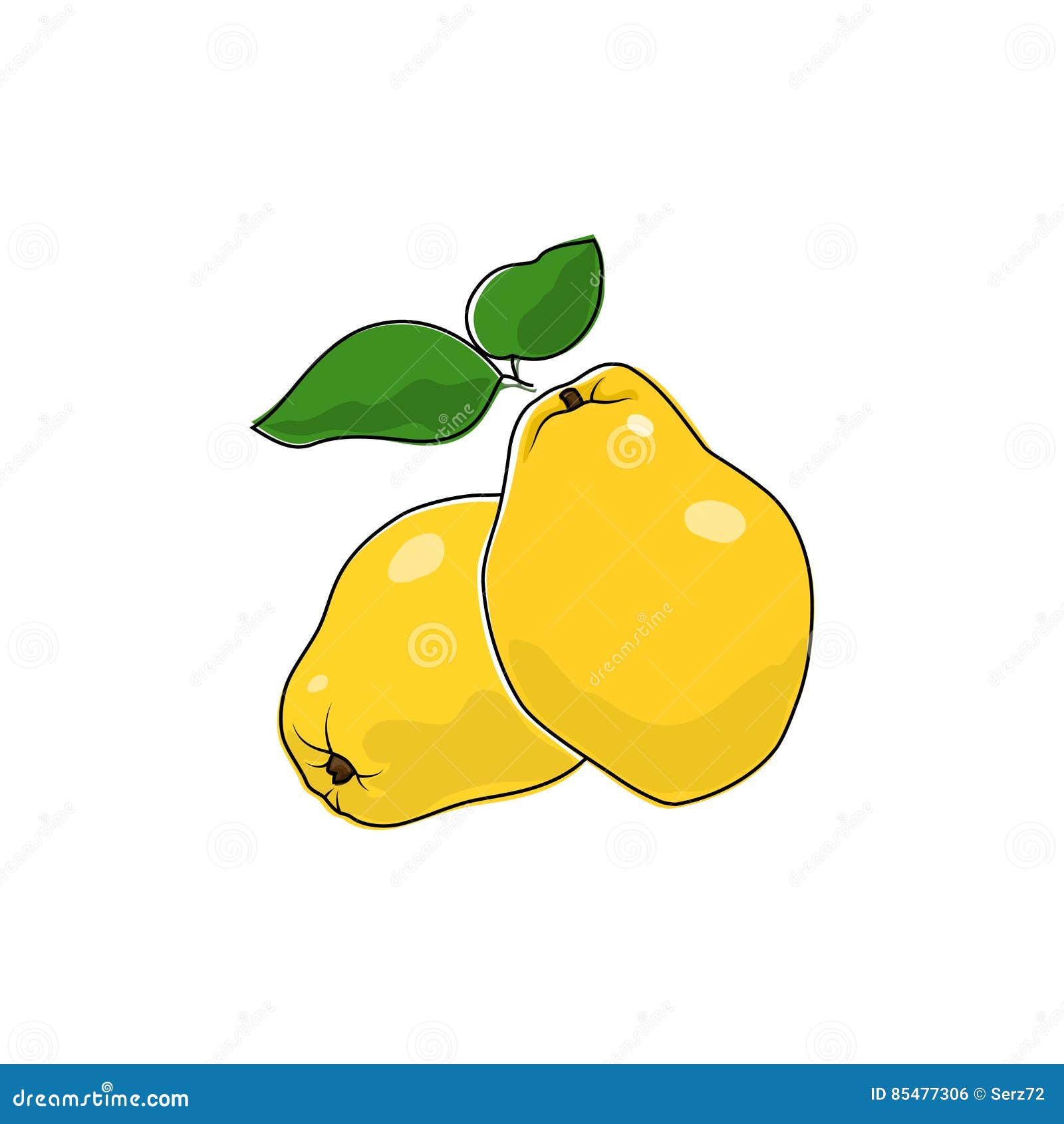 Quince Isolated on White stock vector. Illustration of nutrition - 85477306