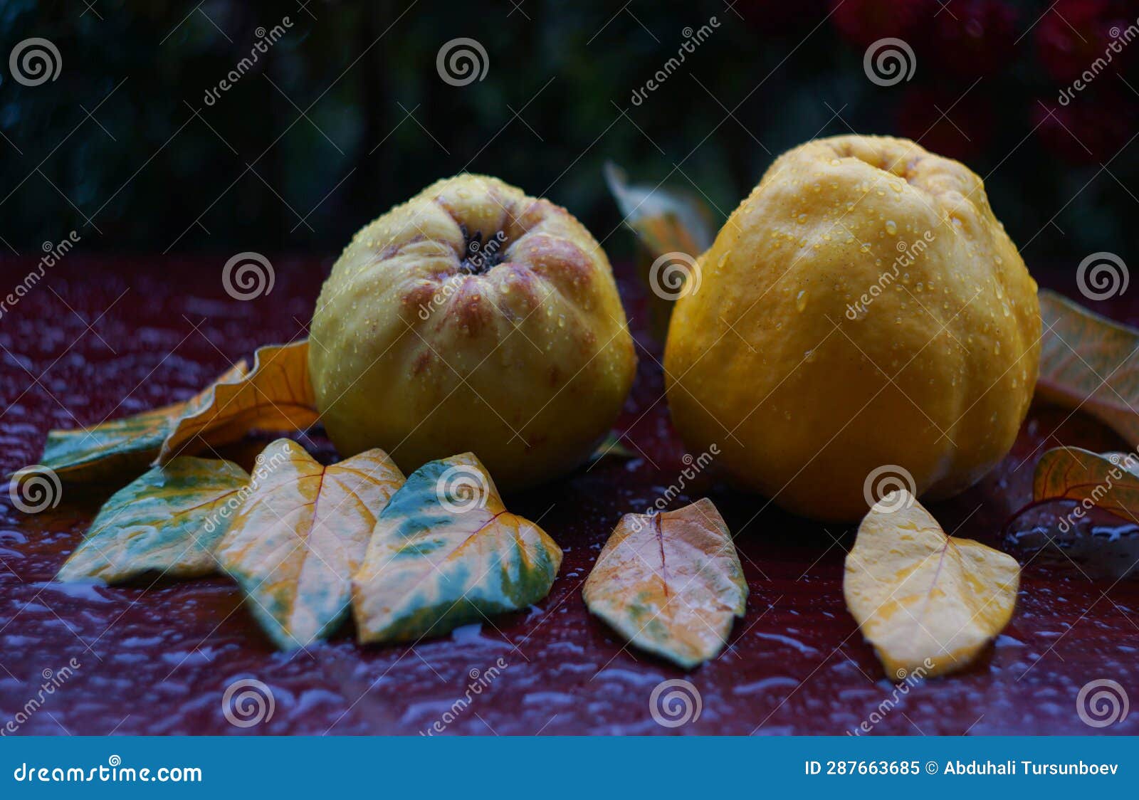 Quince and Leaves on the Table Stock Image - Image of ingredient, fruit ...