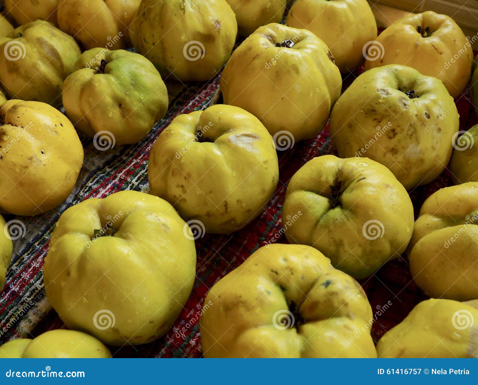 Quince stock image. Image of leaf, golden, nature, aroma - 61416757
