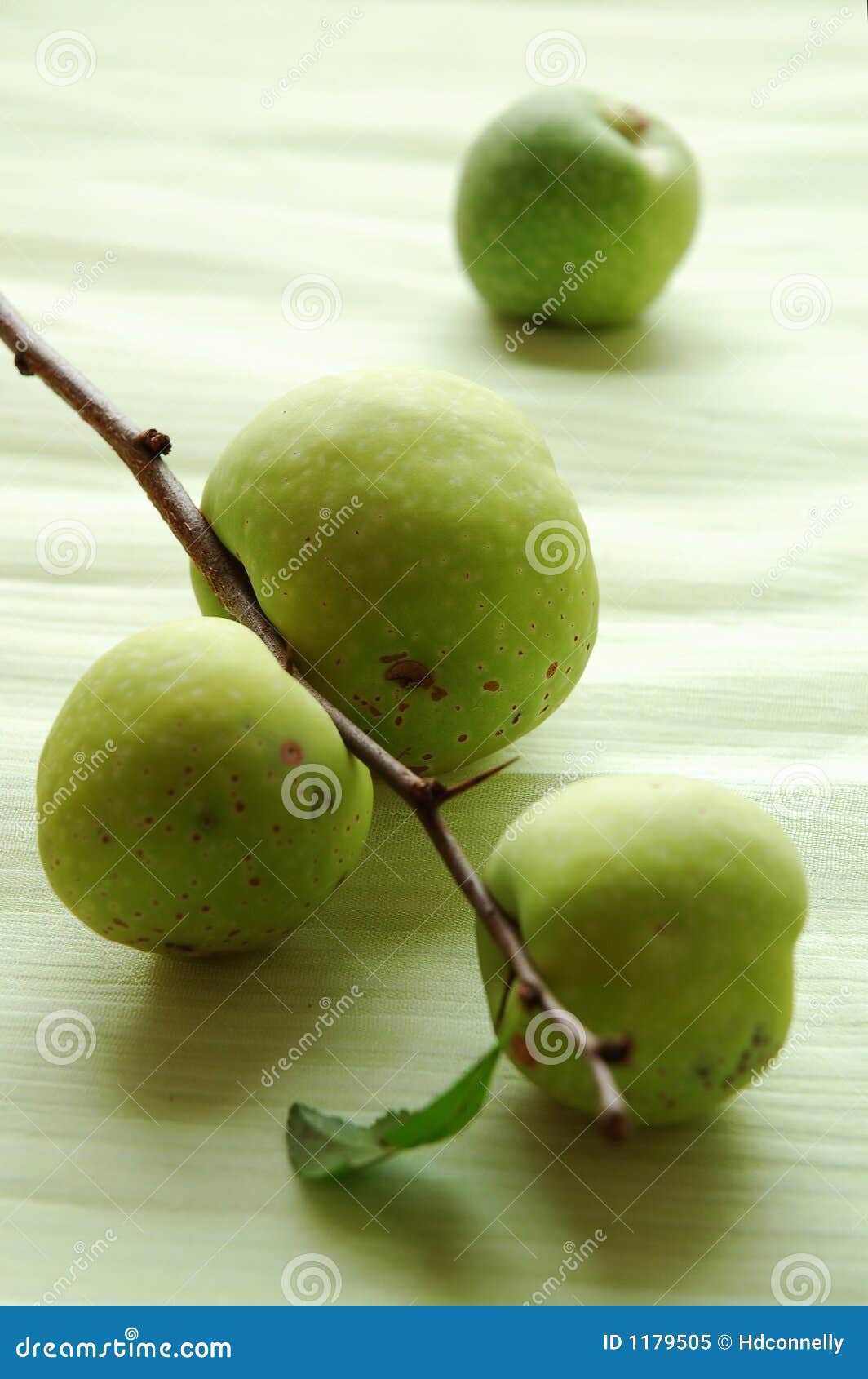 Quince on stem stock image. Image of sunlit, food, natural - 1179505