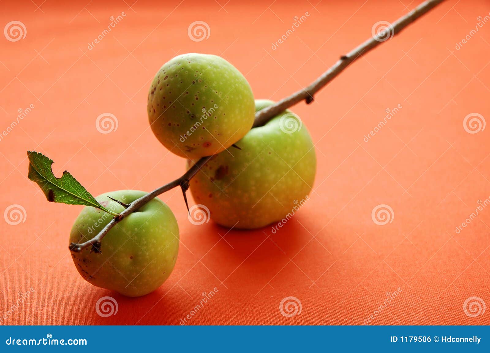 Quince on stem stock photo. Image of leaf, sunlit, healthy - 1179506