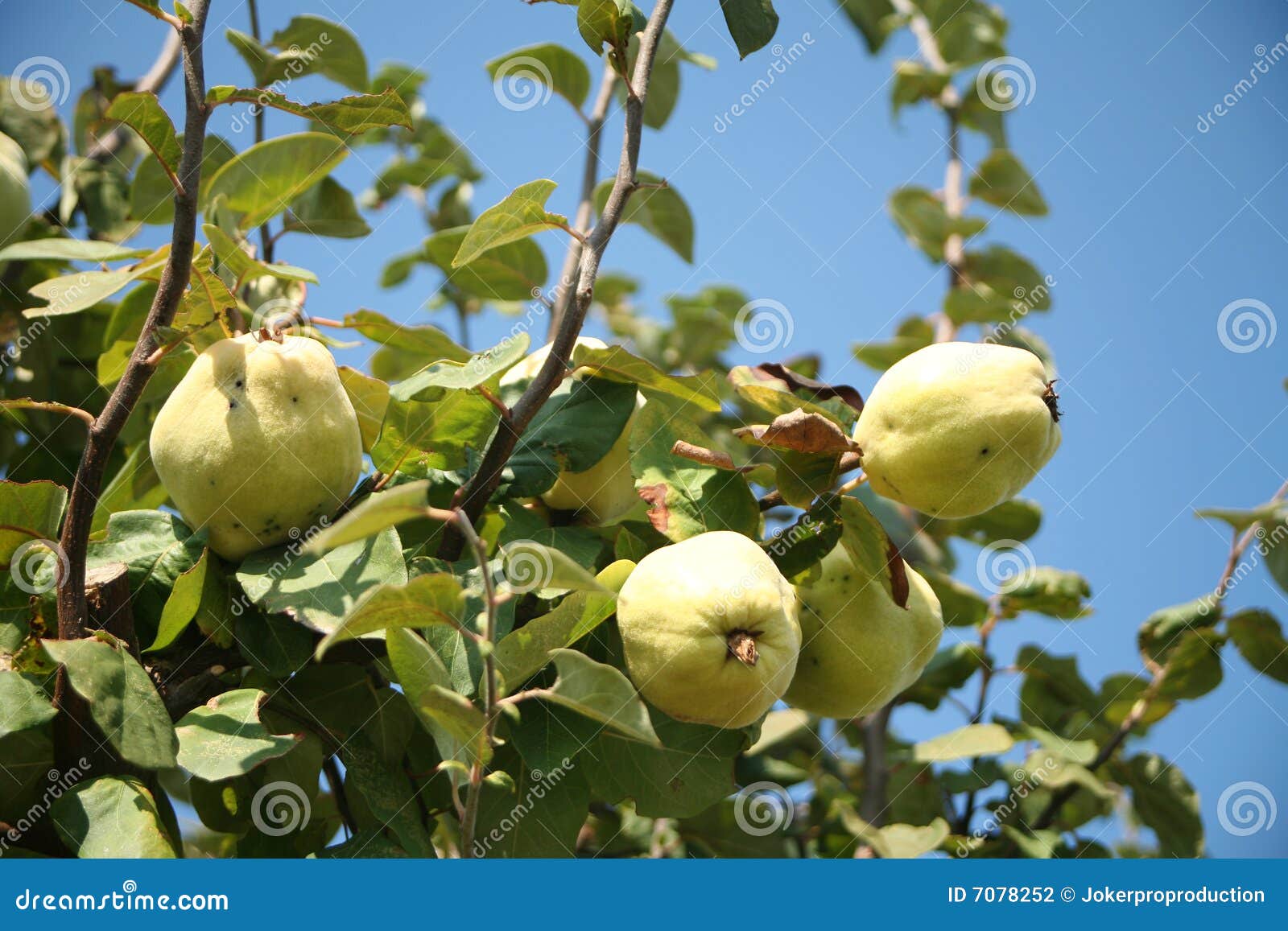 Quince Tree Royalty-Free Stock Photography | CartoonDealer.com #67250501