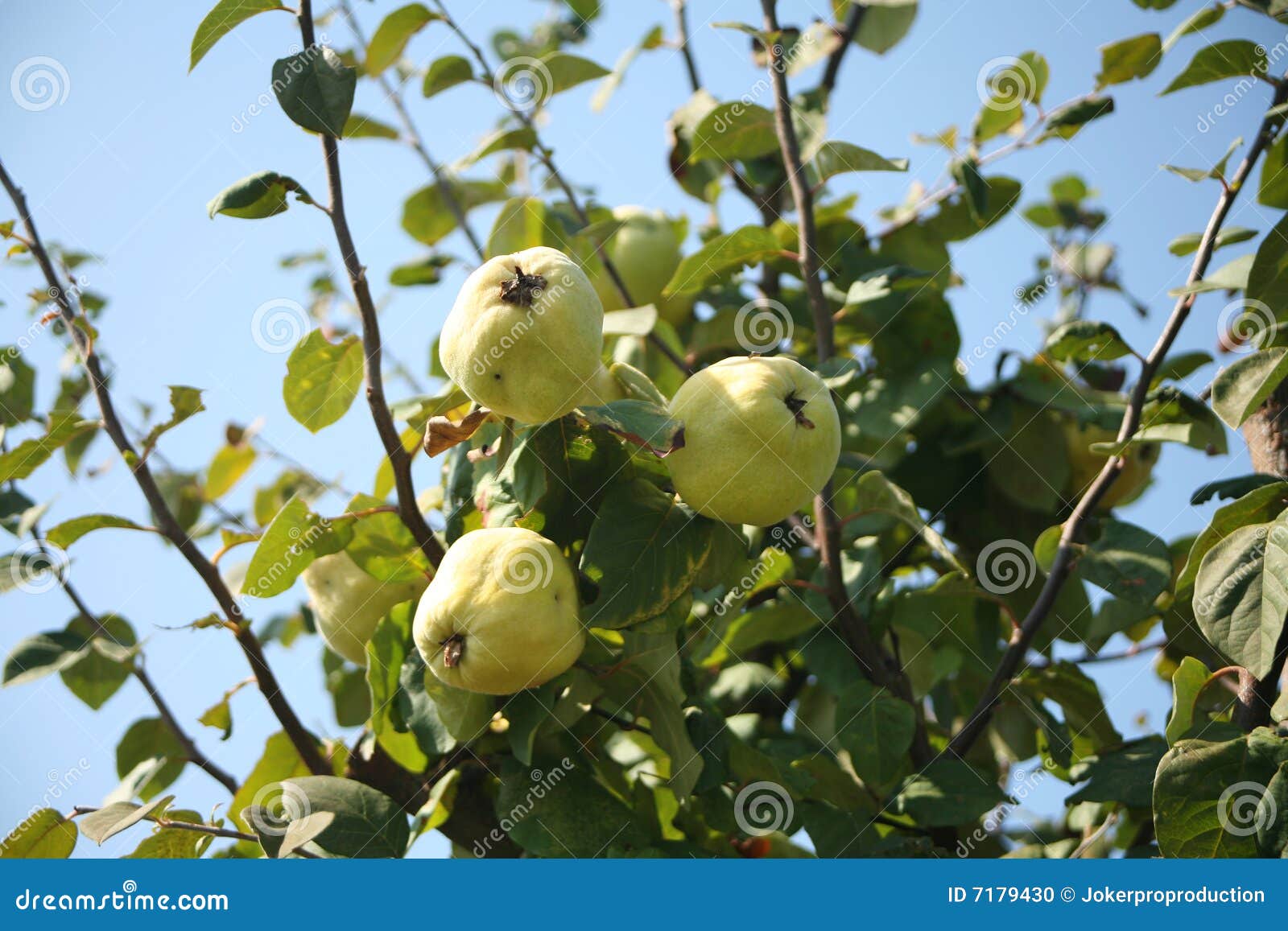 Quince tree stock photo. Image of conservation, freshness - 7179430