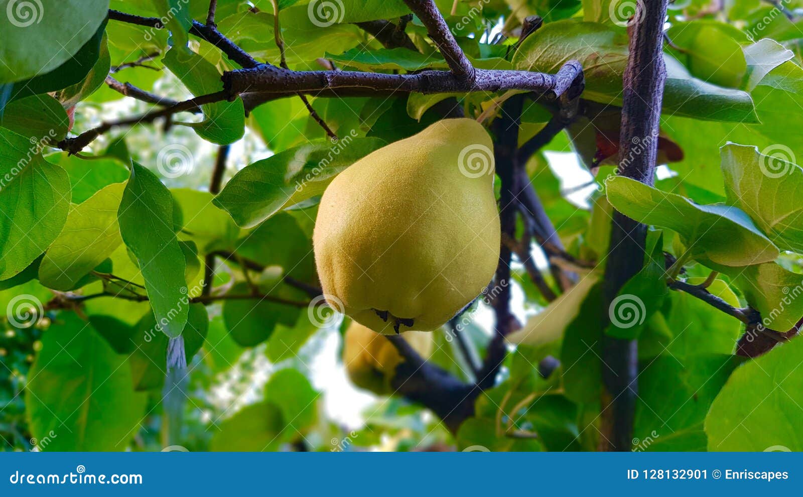 Quince tree in autumn stock image. Image of juicy, leaf - 128132901