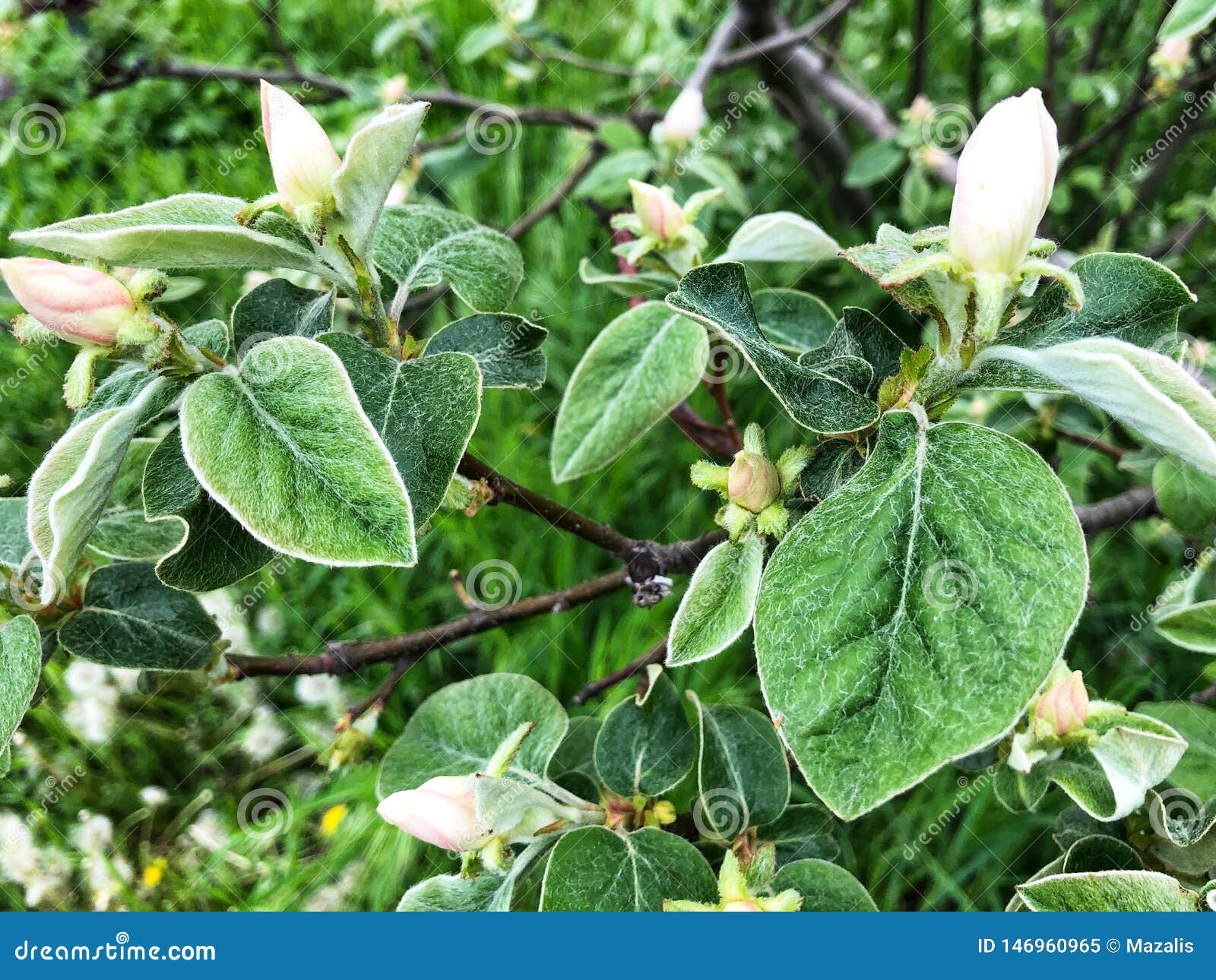 Quince Tree Bloom in Early Spring Stock Image - Image of spring, tree ...