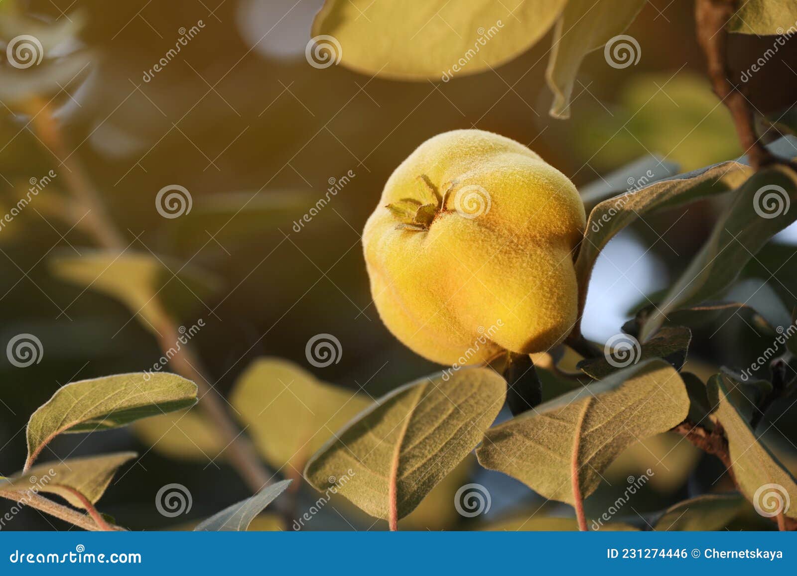 Quince Tree Branch with Fruit Outdoors, Closeup Stock Photo - Image of ...