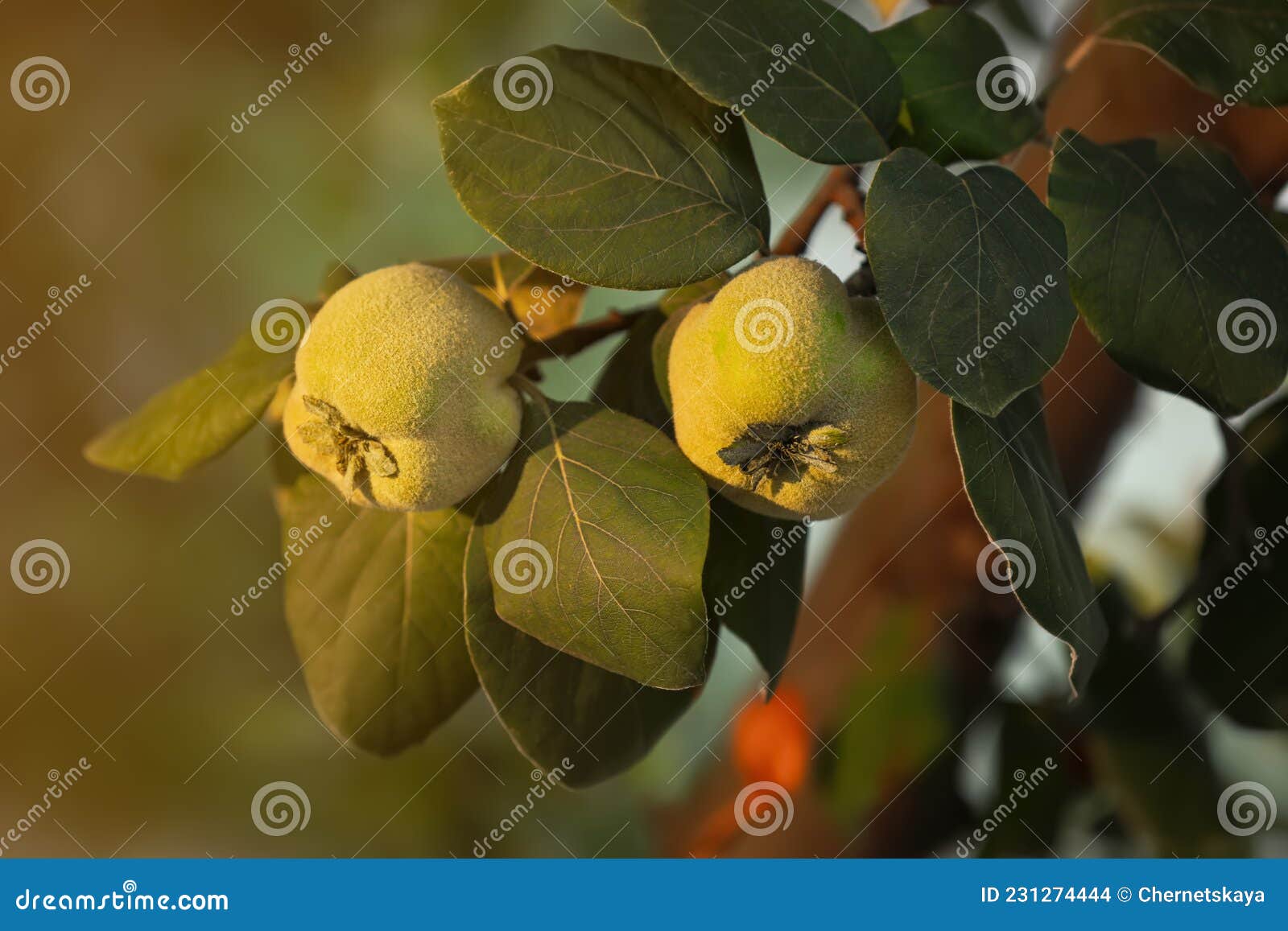 Quince Tree Branch with Fruits Outdoors, Closeup Stock Photo - Image of ...