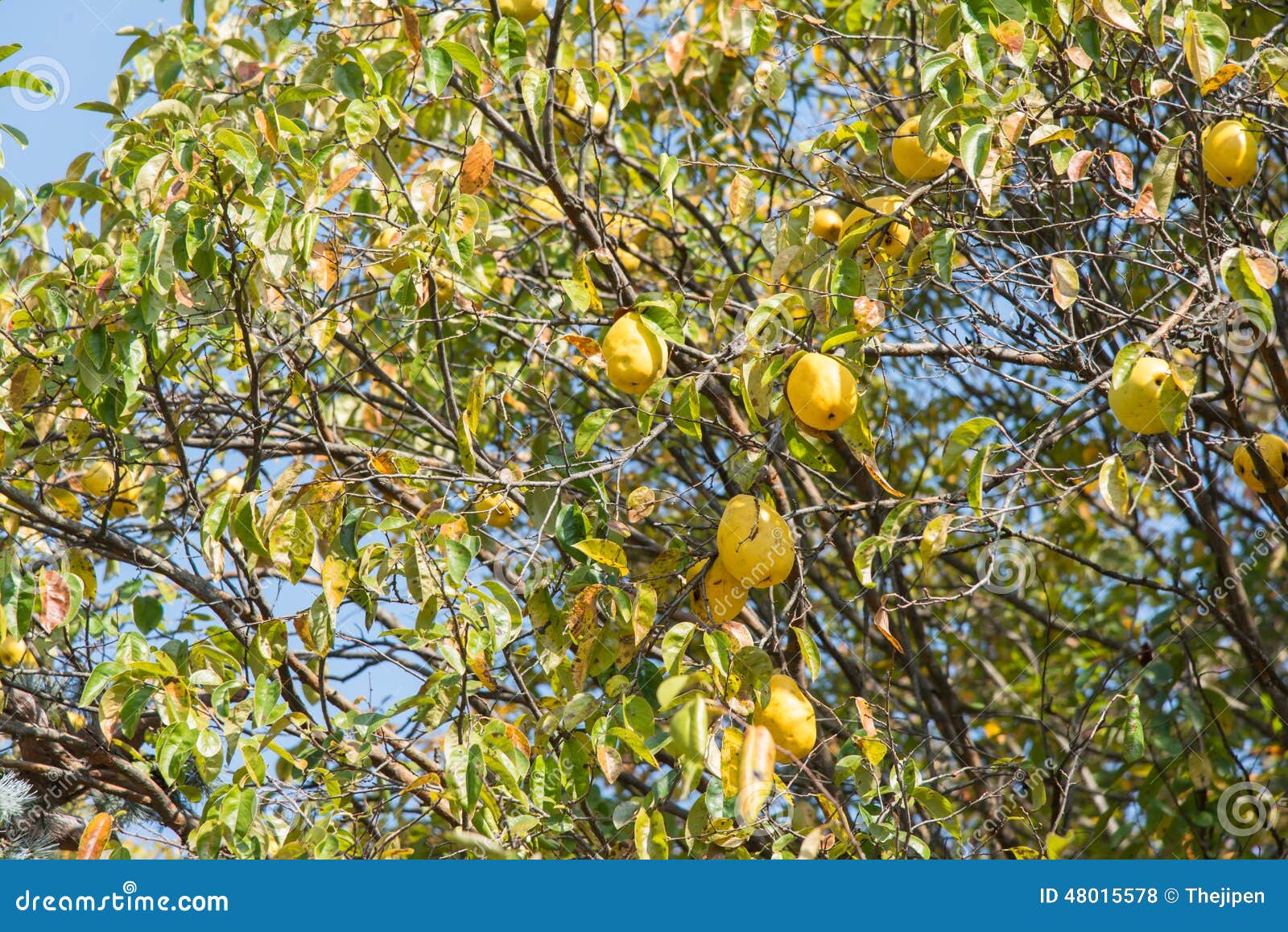 Quince on a tree stock photo. Image of outdoor, autumn - 48015578