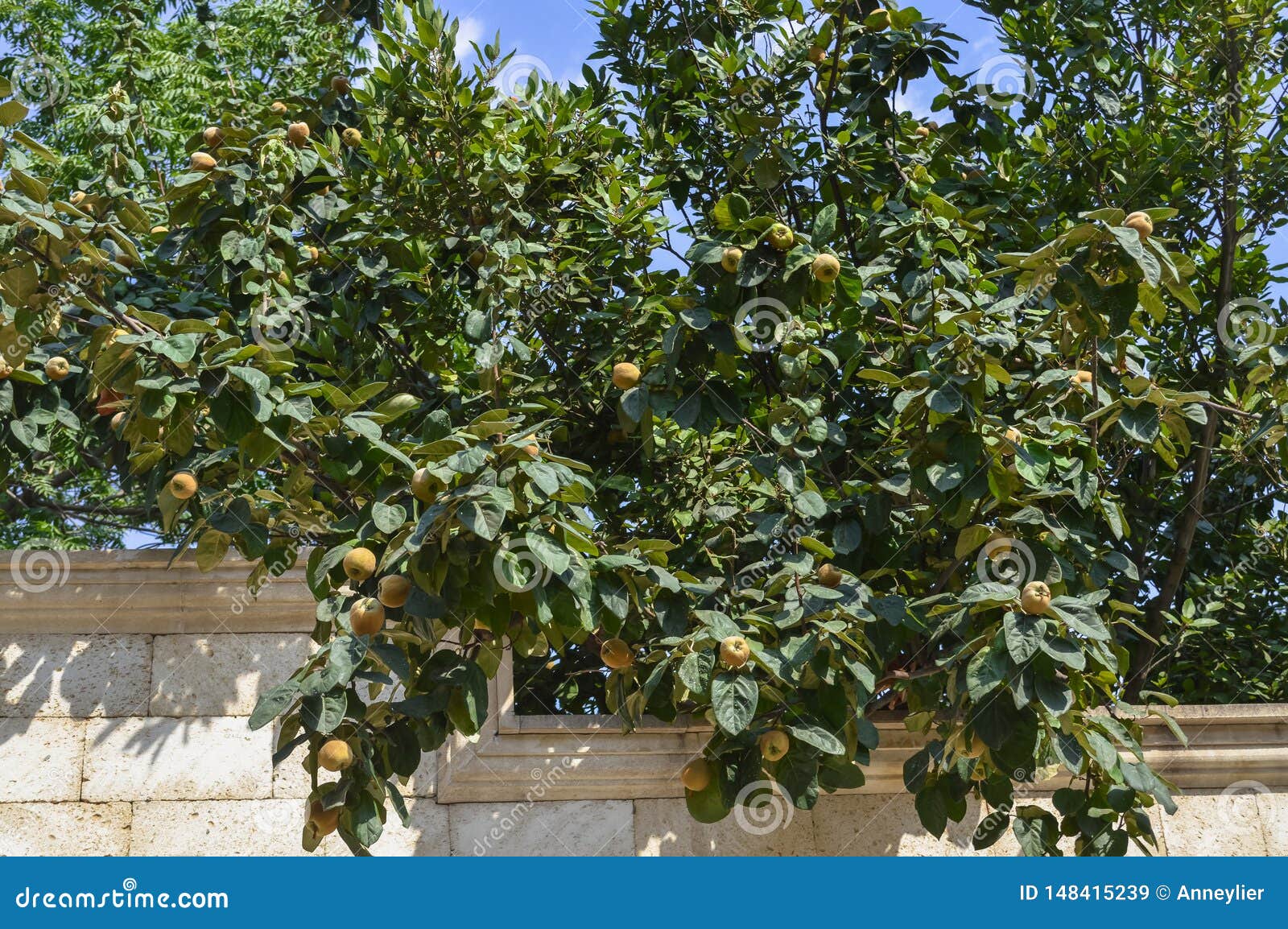 Vranja Quince Tree With Images Fruit Trees Fruit