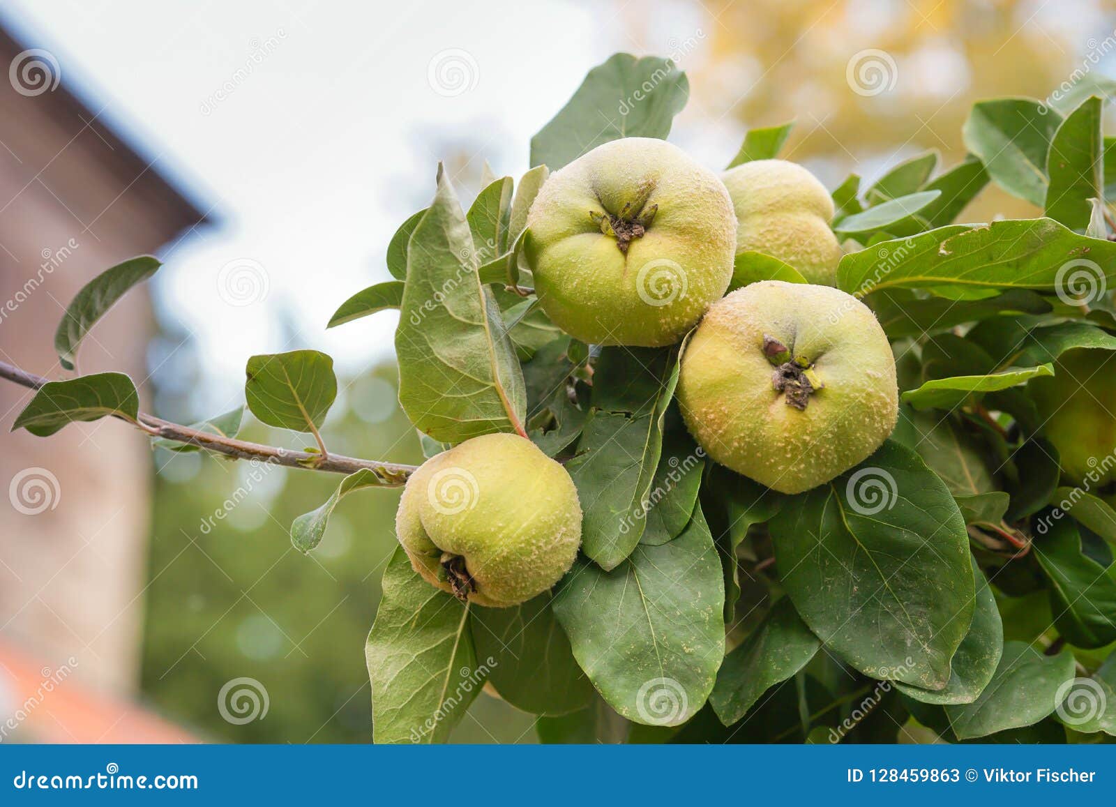 Quince Tree Growing in the Garden Stock Image - Image of green ...