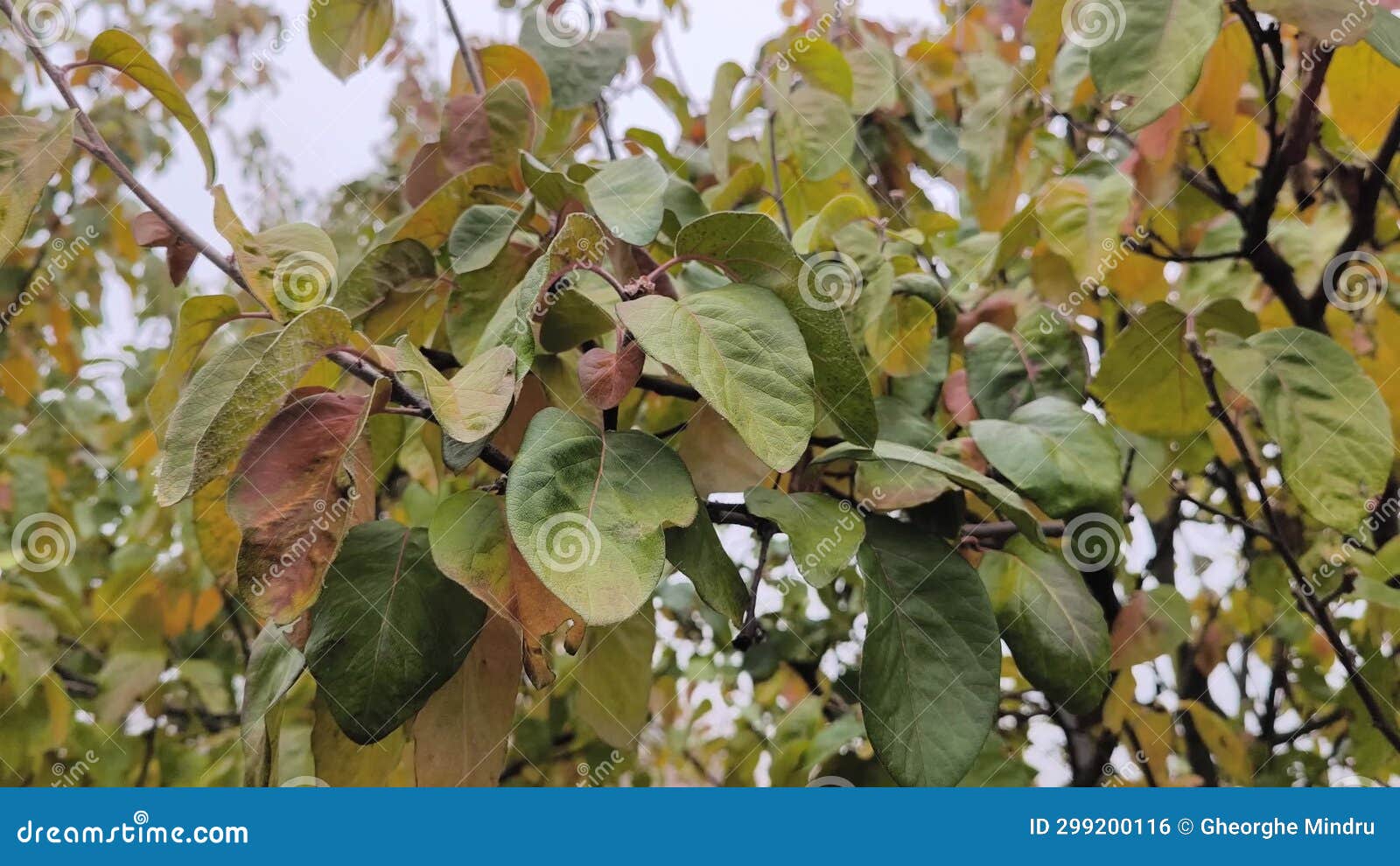 A Quince Tree in Late Autumn - the Leaves Getting Yellow Stock Footage ...