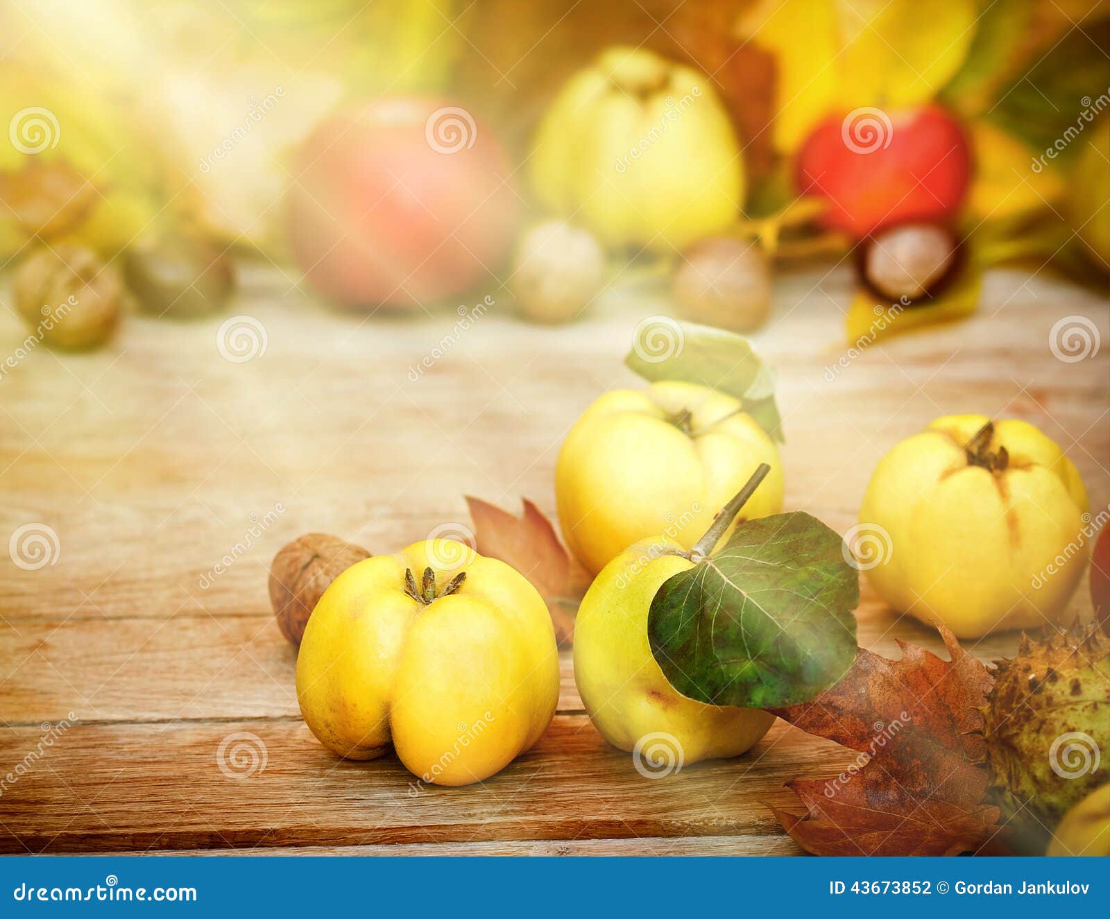 Quinces - Autumn fruit stock photo. Image of colorful - 43673852