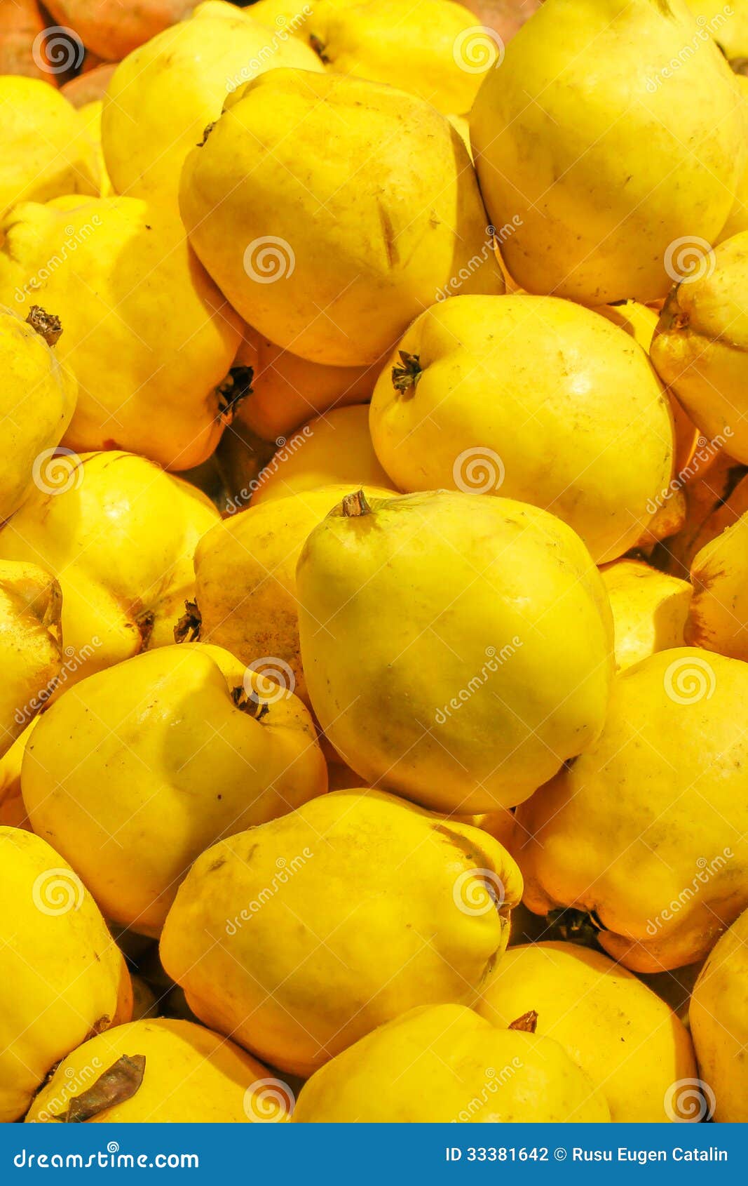 Quinces Royalty-Free Stock Photo | CartoonDealer.com #85374423