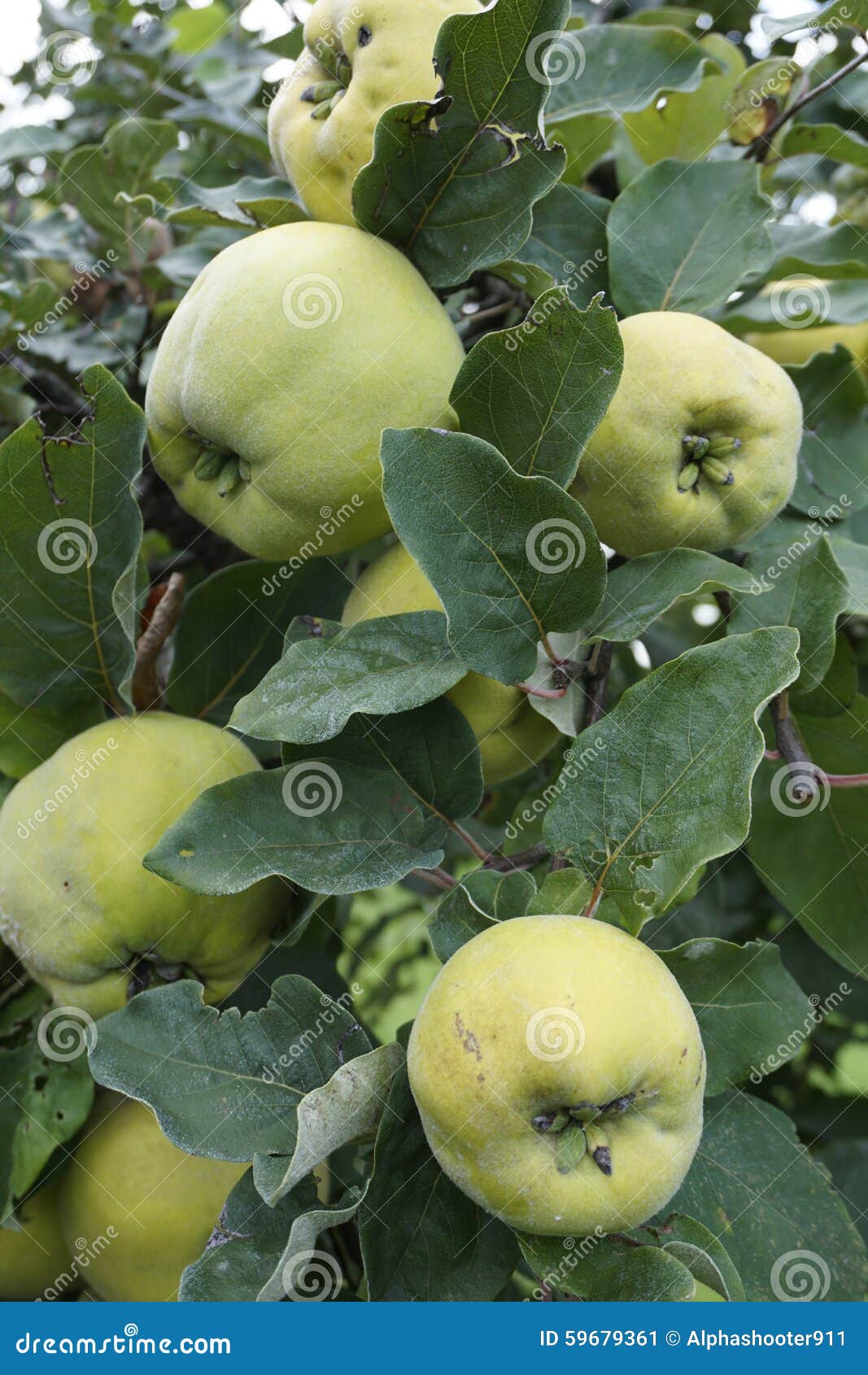 Quine stock image. Image of nature, summer, tree, quince - 59679361