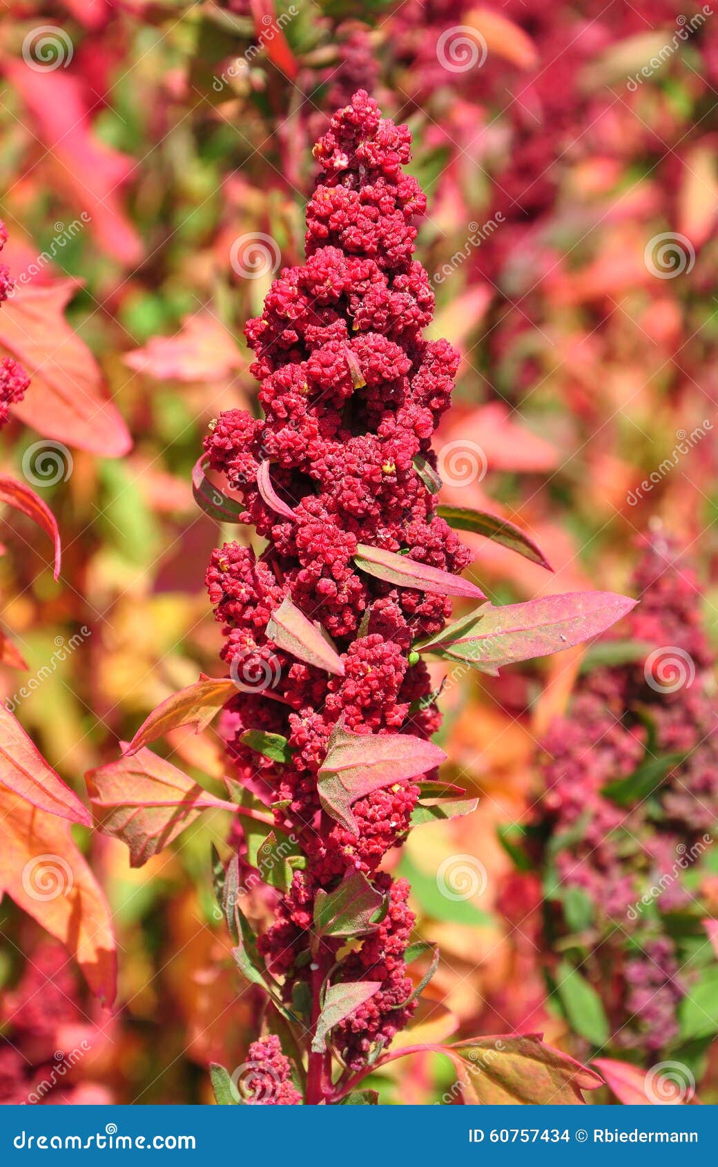 Quinoa (chenopodium - Quinoa) Foto de archivo - Imagen de flora, planta ...