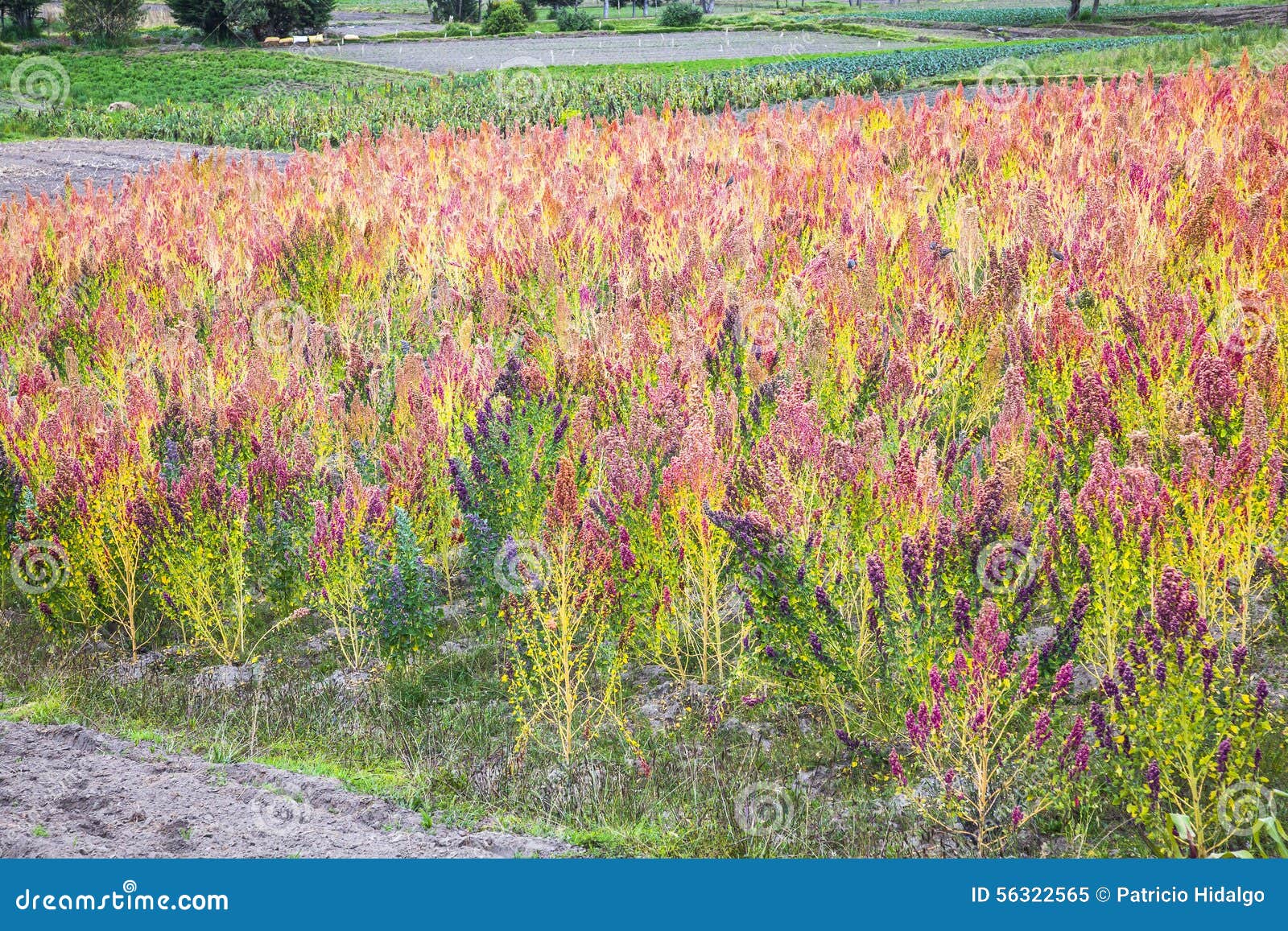 Quinoa cultivated fields stock image. Image of andes - 56322565
