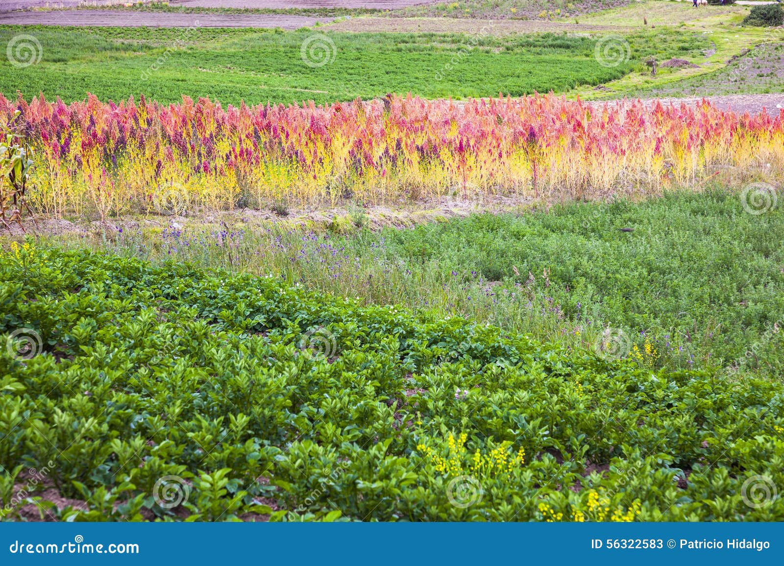 Quinoa cultivated fields stock image. Image of agriculture - 56322583