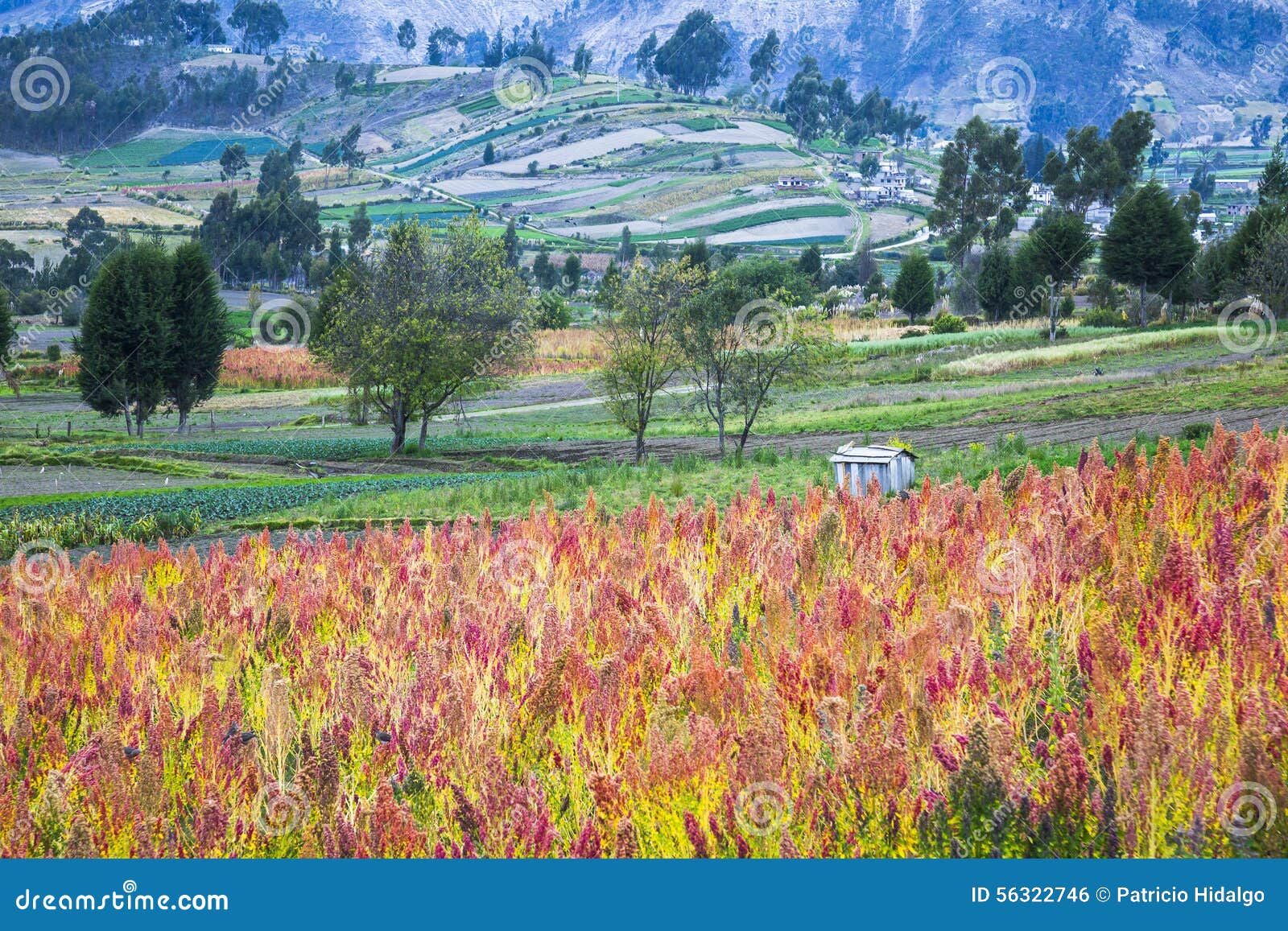Quinoa cultivated fields stock photo. Image of quinoa - 56322746