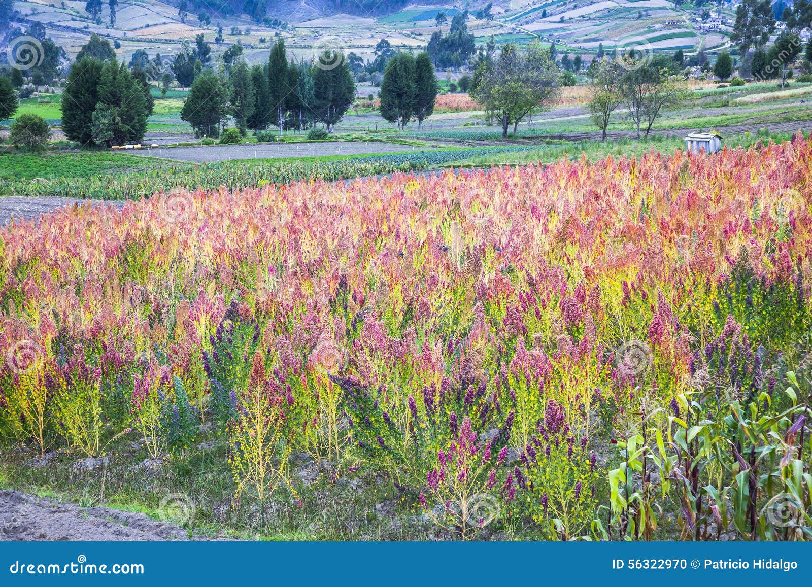 Quinoa cultivated fields stock photo. Image of closeup - 56322970
