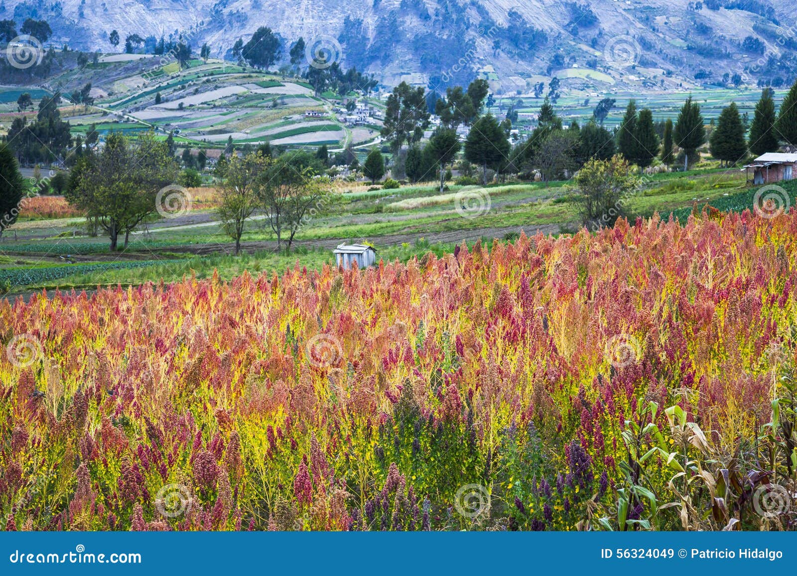 Quinoa cultivated fields stock image. Image of natural - 56324049
