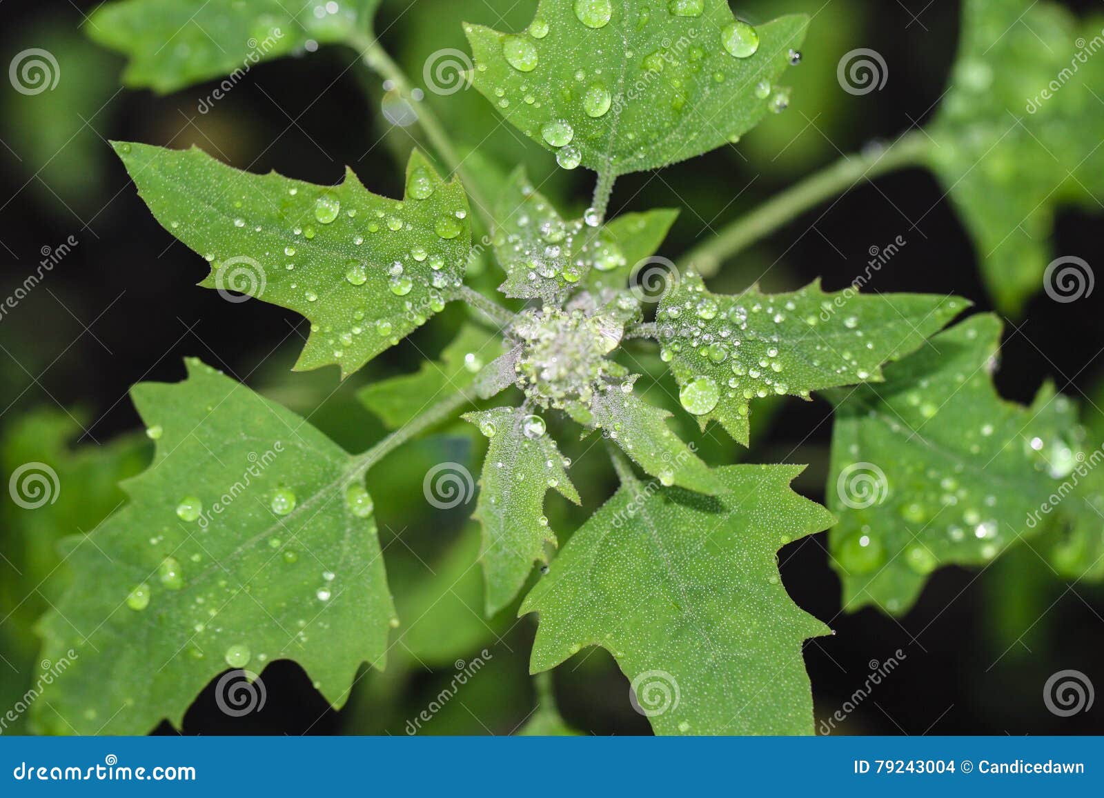 Quinoa Plant stock photo. Image of growth, green, droplets - 79243004