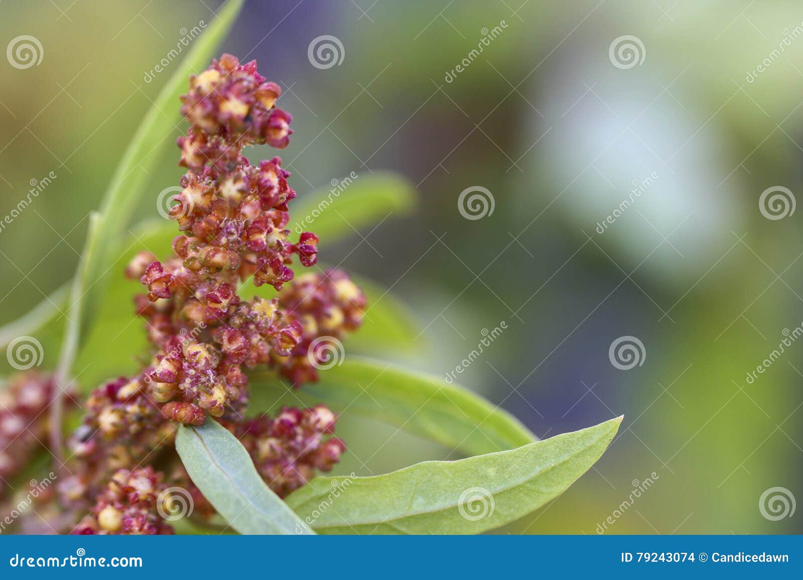 Quinoa Plant stock photo. Image of nature, farm, green - 79243074