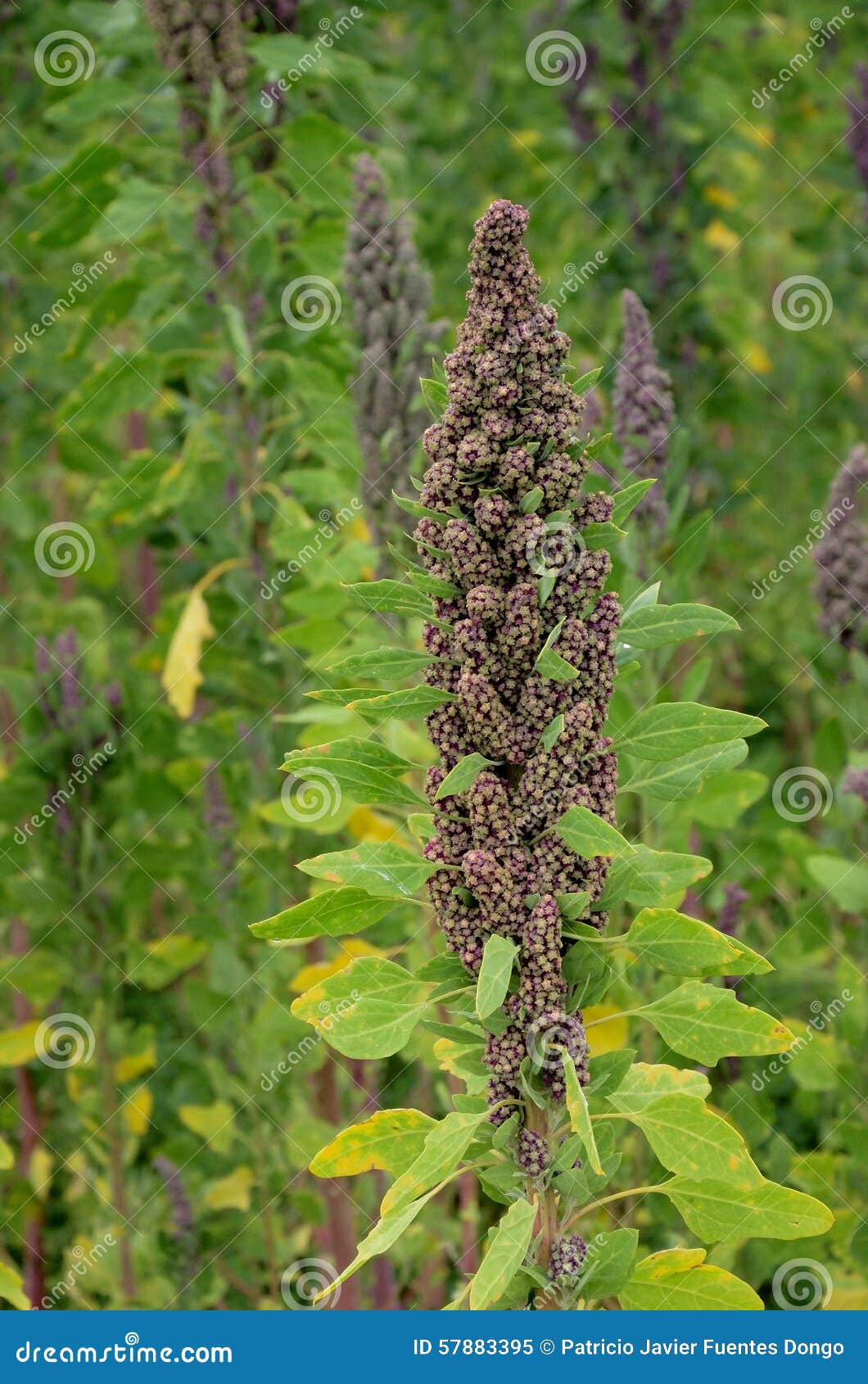Quinoa Plant, Natural State Stock Image - Image of natural, preparing ...