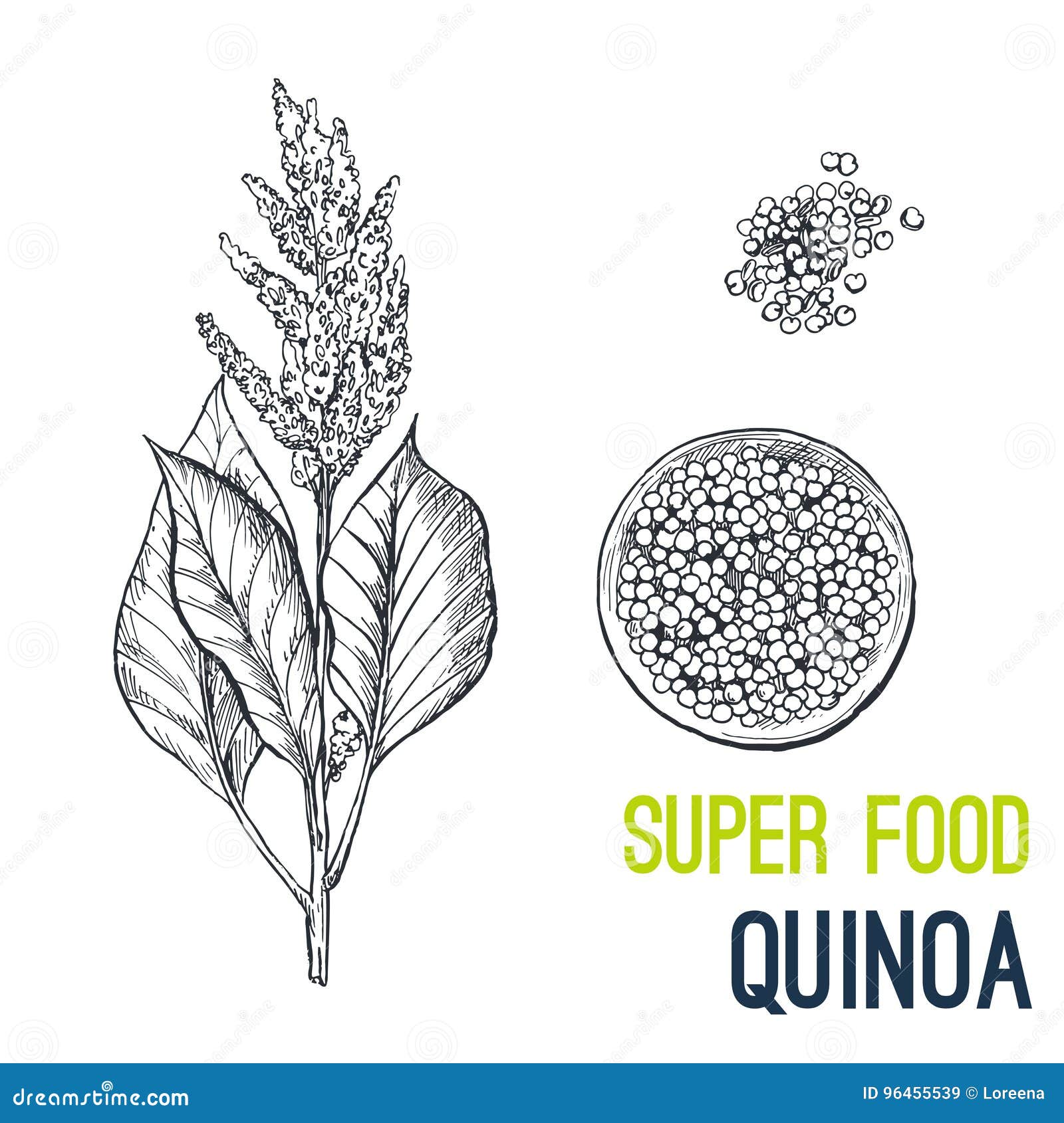 Quinoa Hand Written Lettering Logo Cartoon Vector | CartoonDealer.com ...