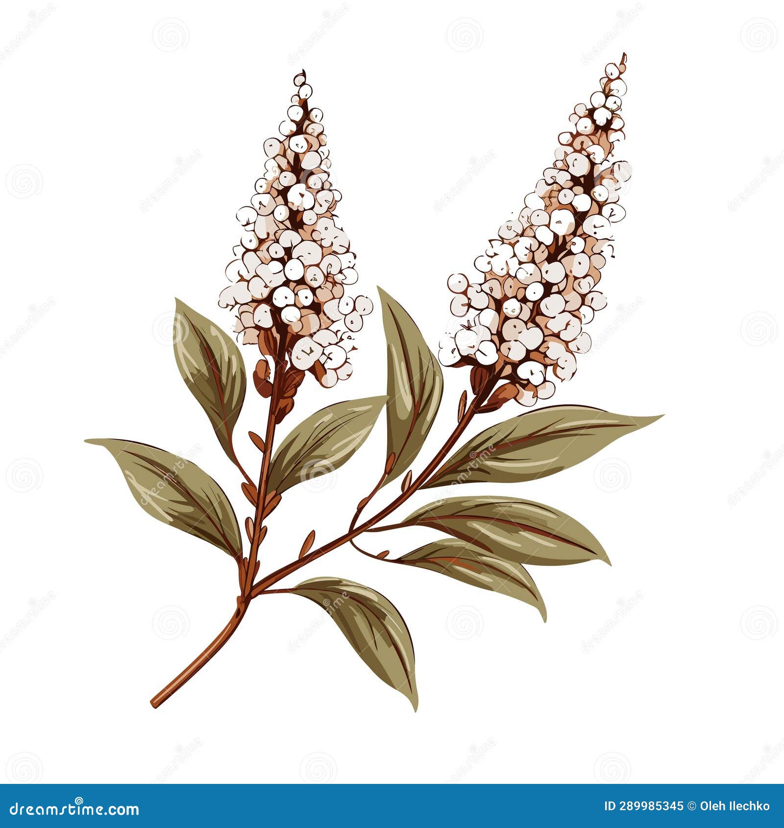 Quinoa Vector Flat Minimalistic Asset Isolated Illustration Stock ...