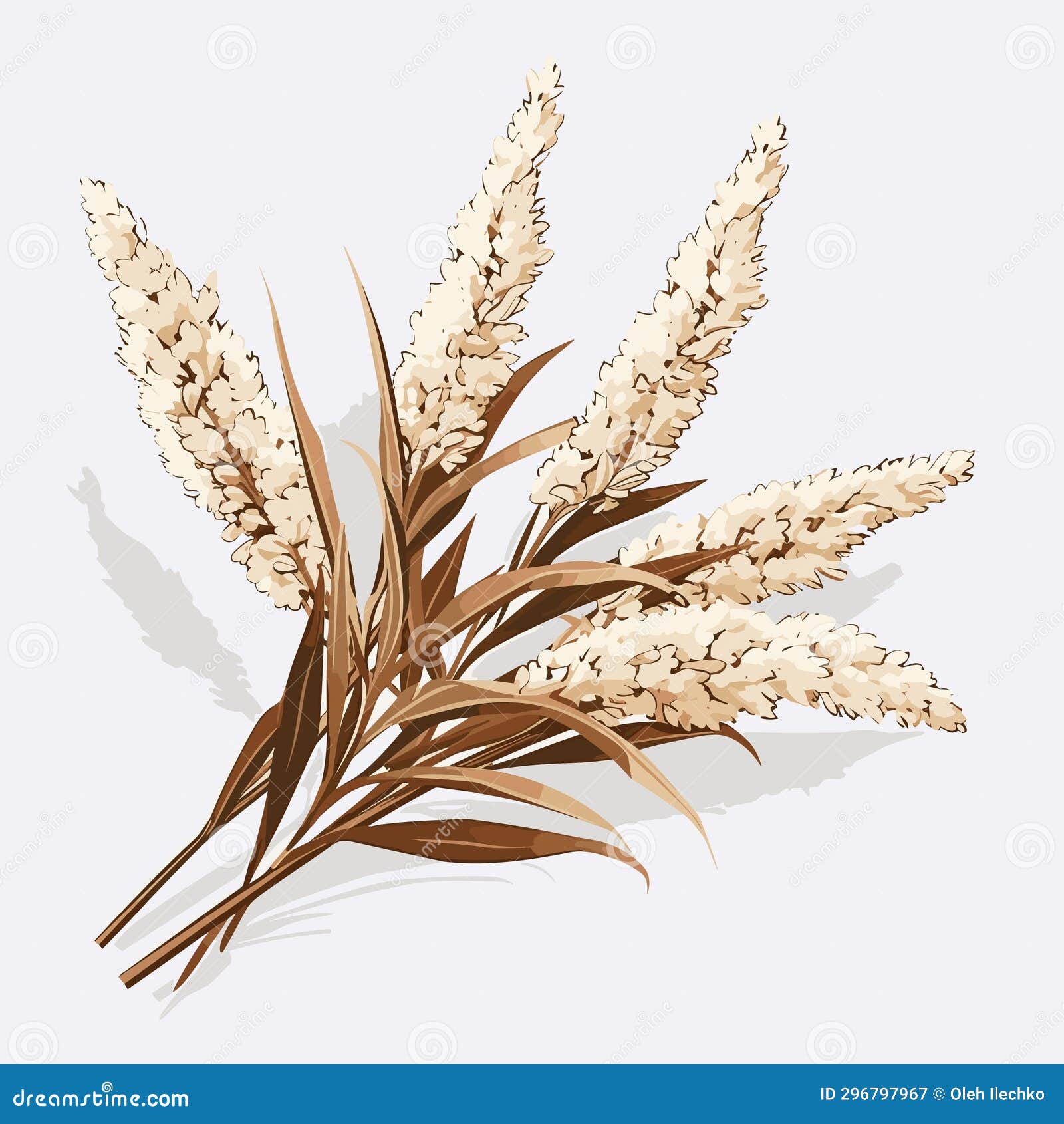 Quinoa Vector Superfood Drawing. Isolated Hand Drawn | CartoonDealer ...