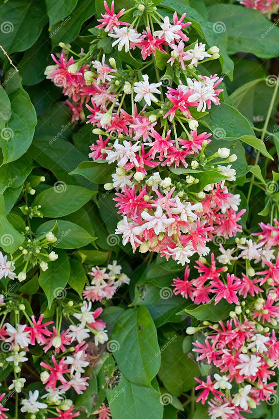 Quisqualis indica foto de archivo. Imagen de colorido - 32149158