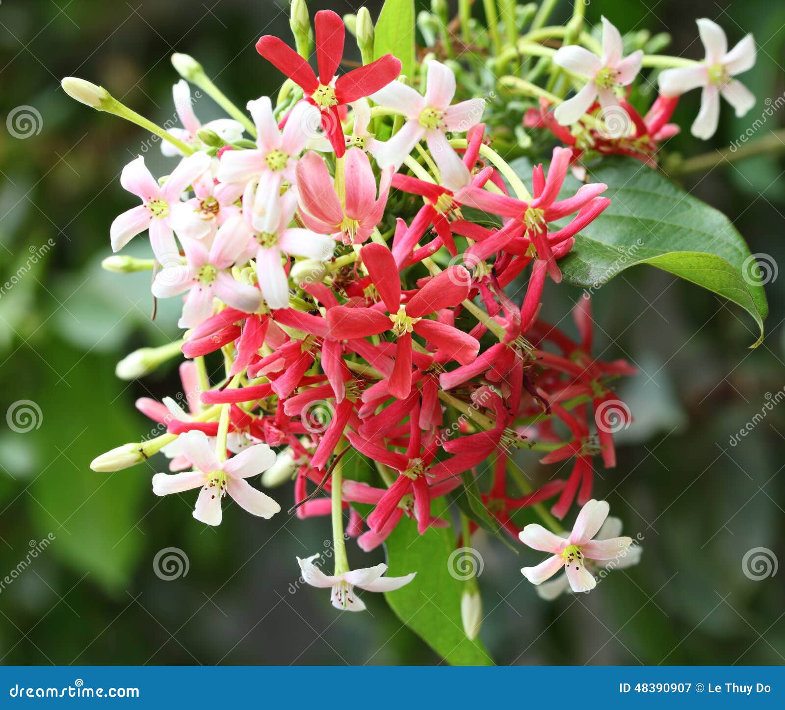 Quisqualis indica imagen de archivo. Imagen de madreselva - 48390907