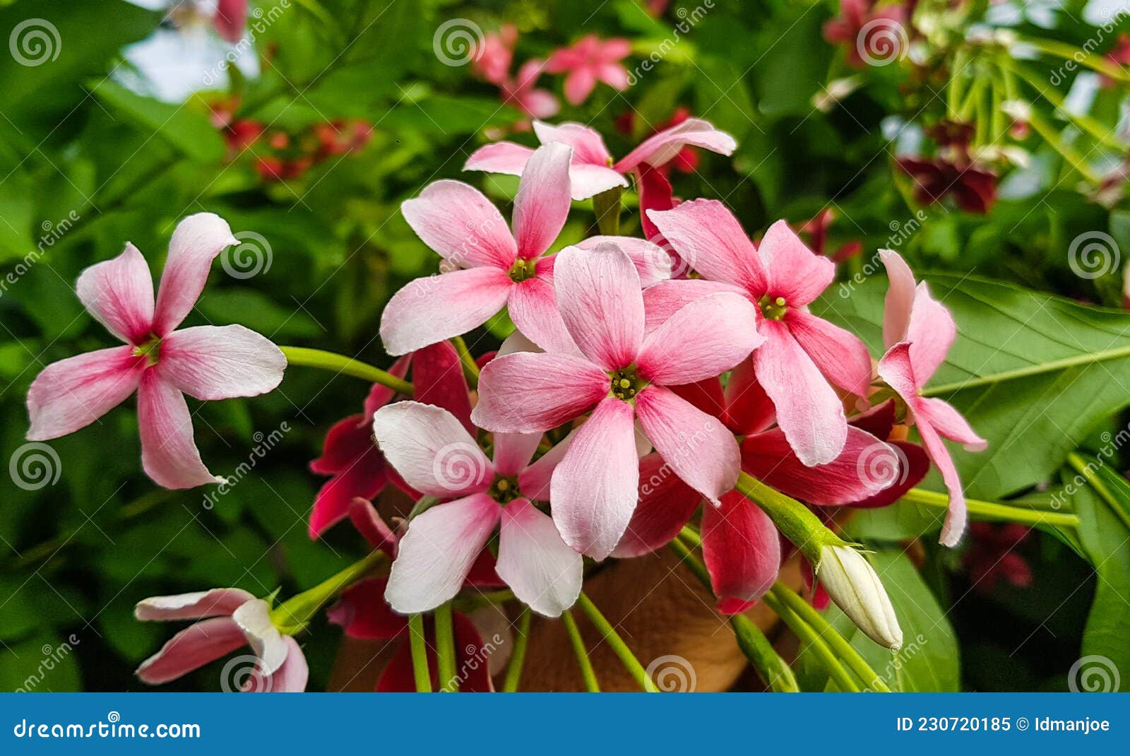 Quisqualis indica stock image. Image of plant, indicum - 230720185