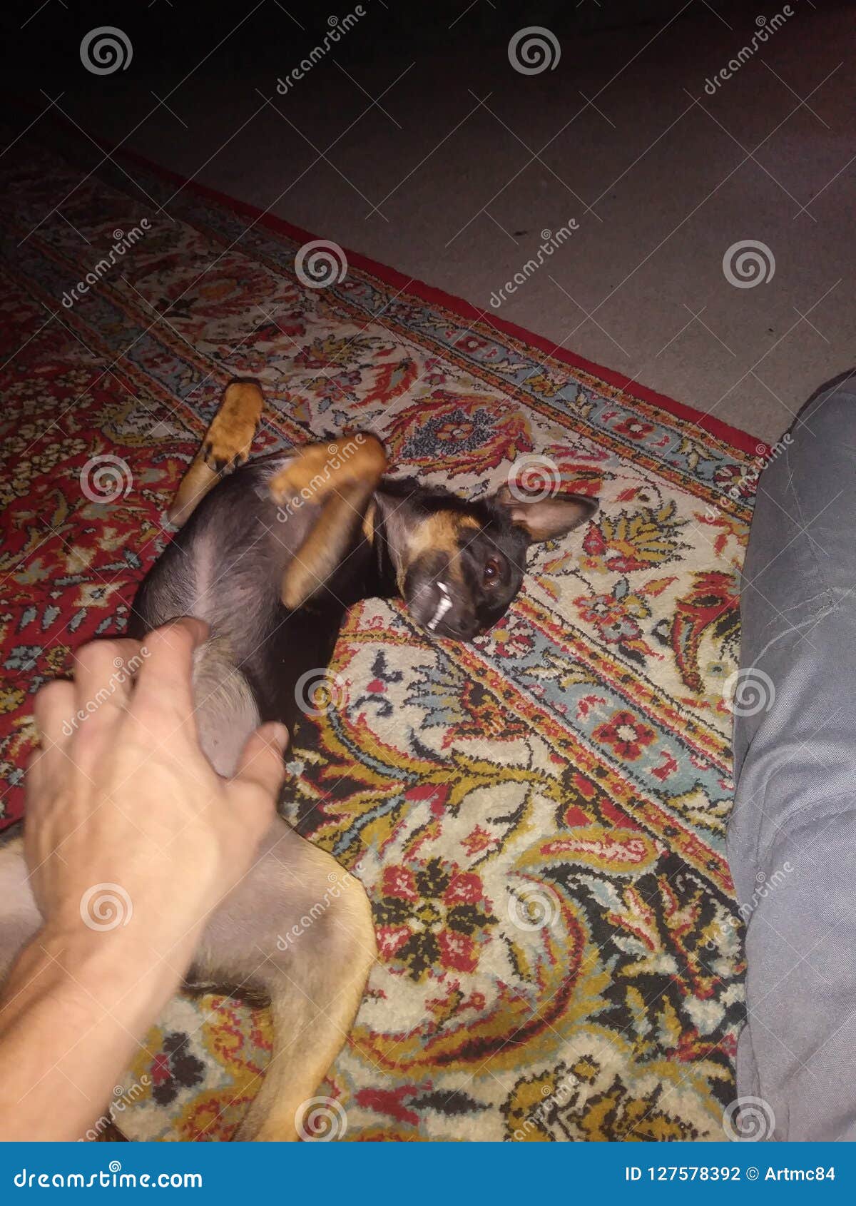 That tickles stock photo. Image of smile, quit, puppy - 127578392