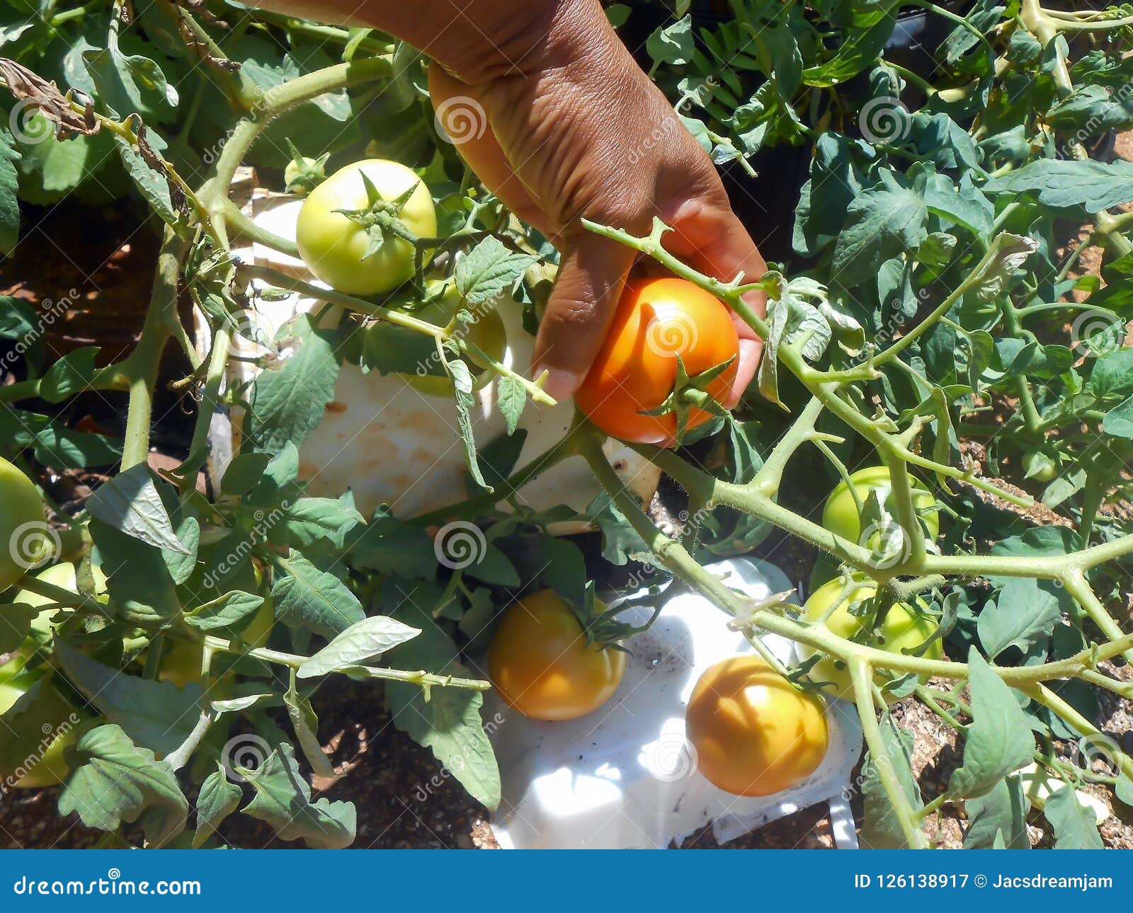 Quitando El Tomate Escogido De La Planta De Tomate En Conserva Imagen ...