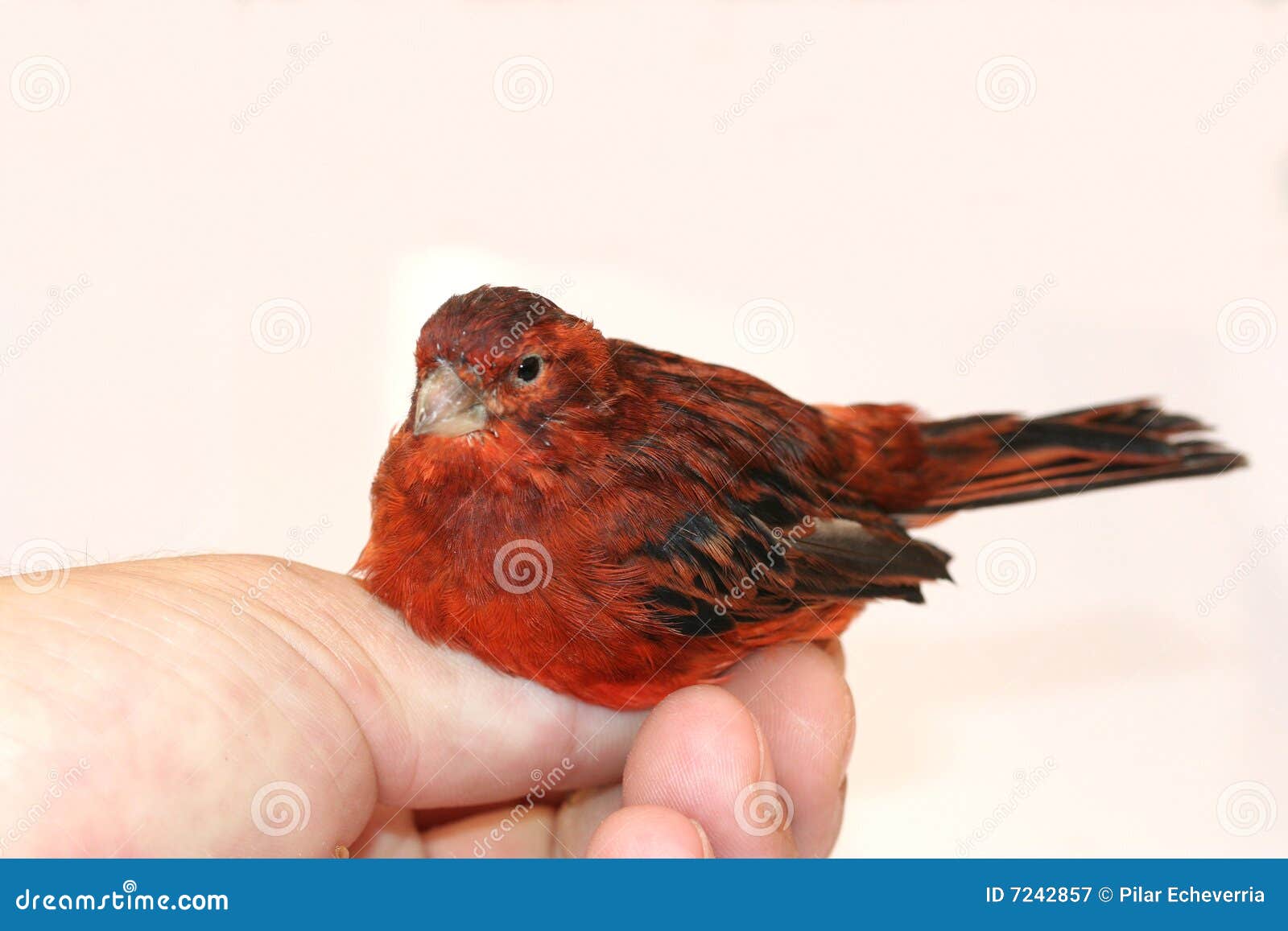 Quite bird on hand stock image. Image of bird, animal - 7242857