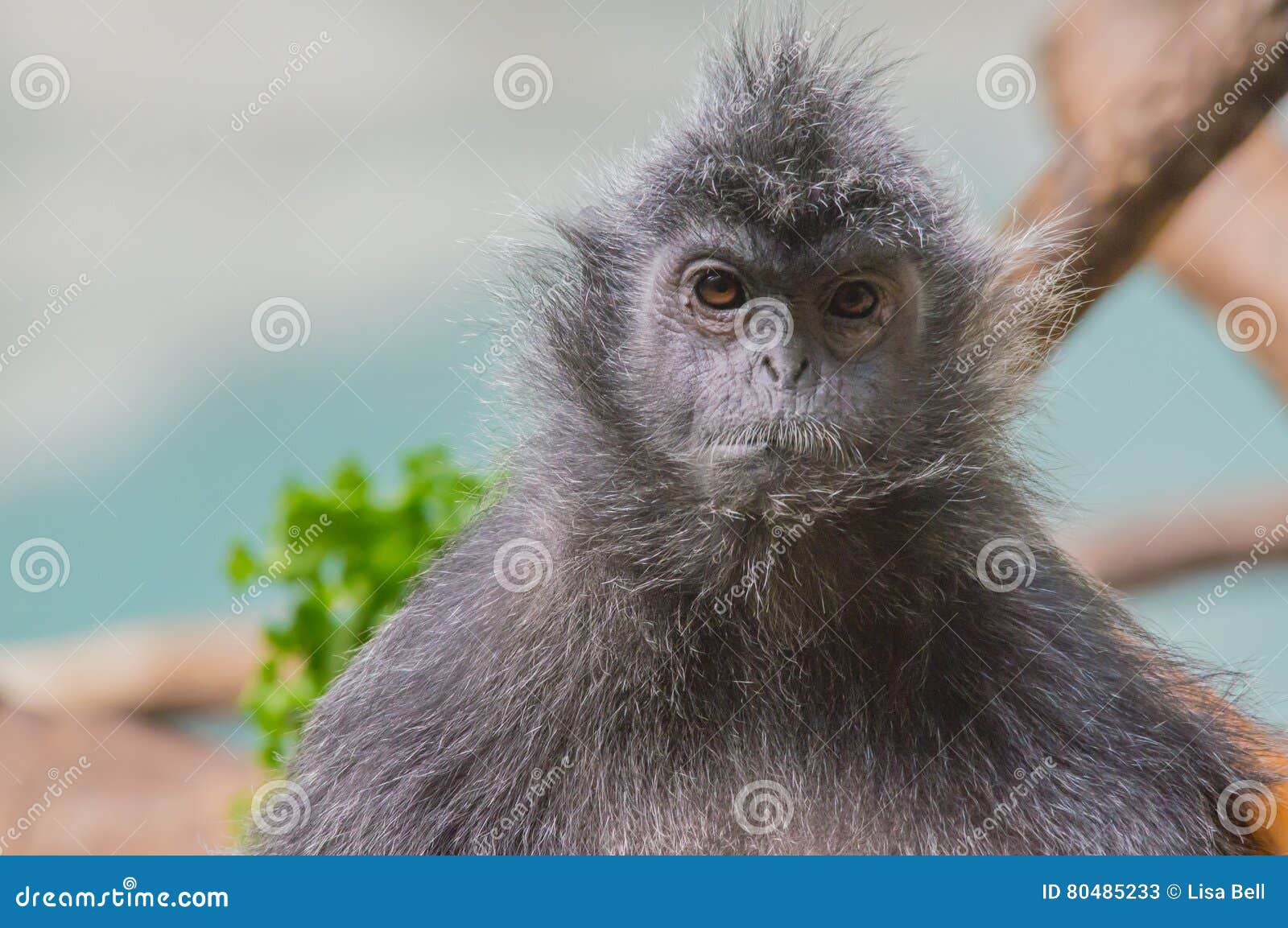 Quite a Character stock image. Image of silvered, portrait - 80485233