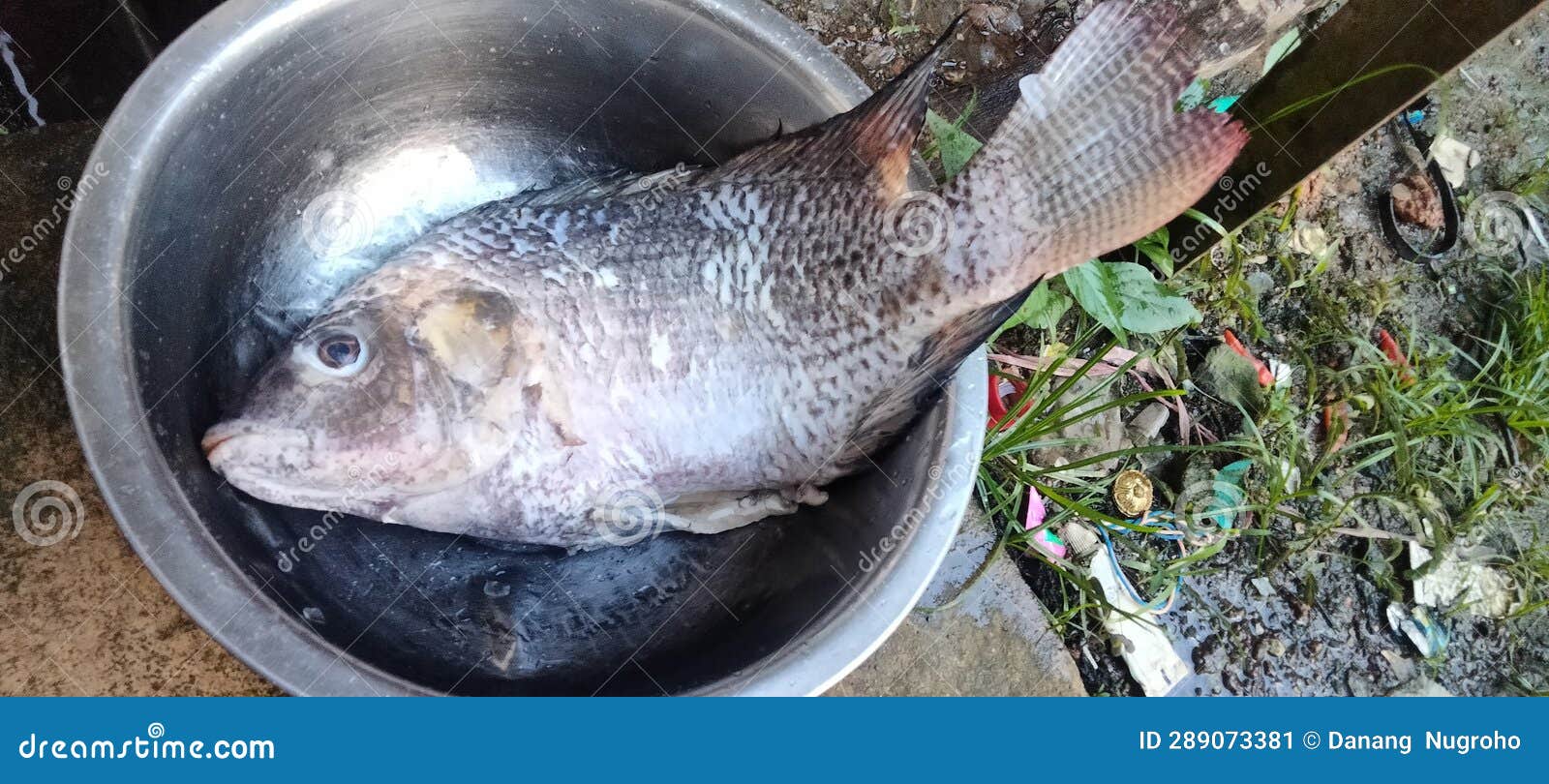 Quite a large tilapia fish stock image. Image of ikan - 289073381