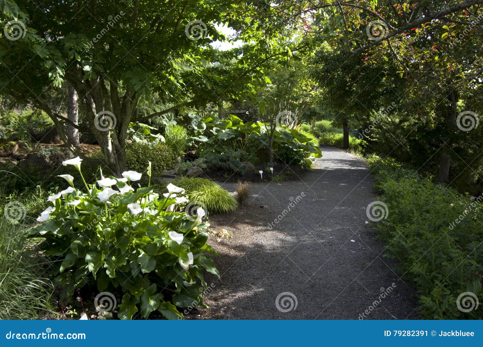 Quite summer garden stock image. Image of summer, lush - 79282391